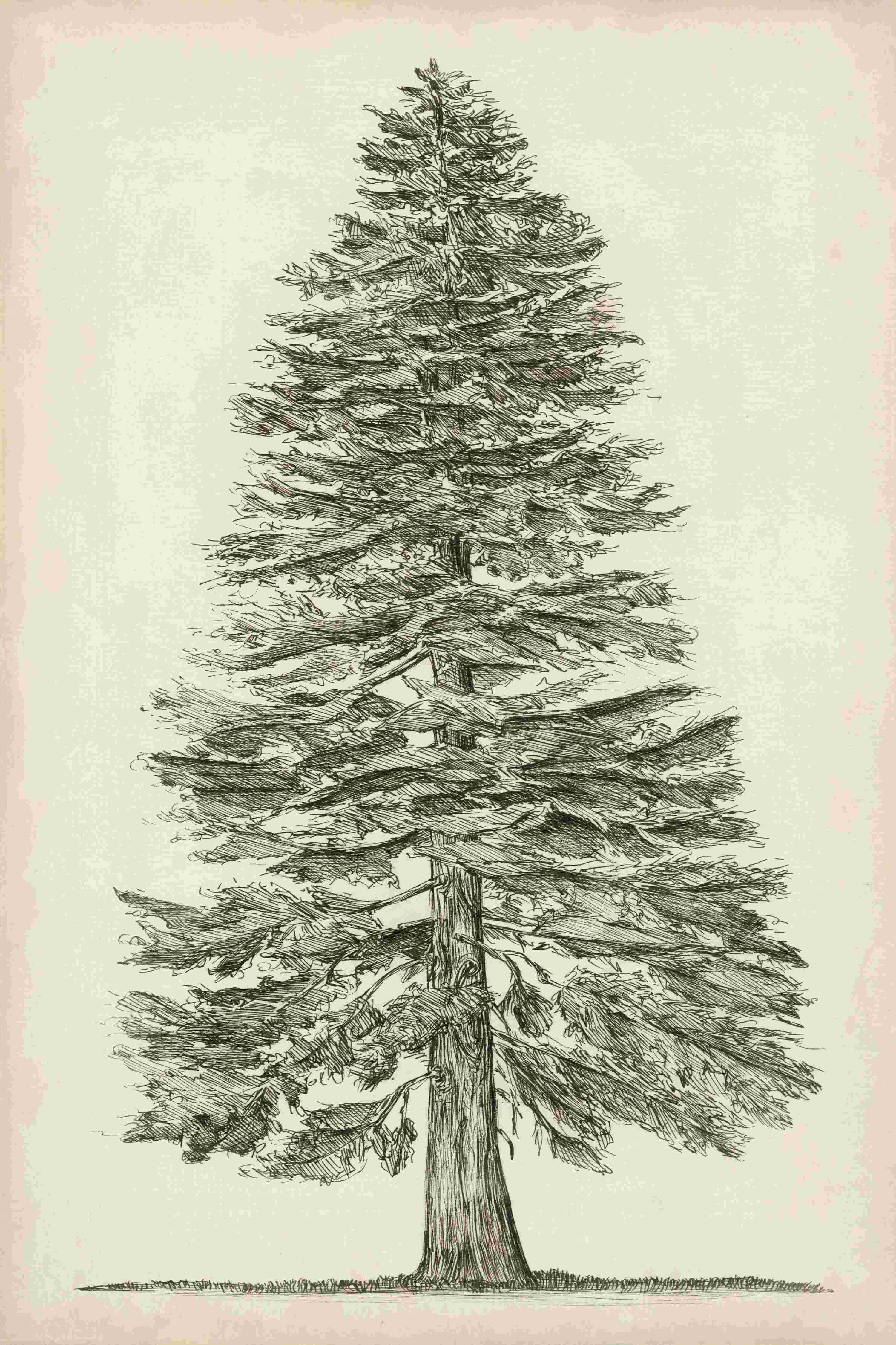 Gracie Oaks Pacific Northwest Tree Sketch I On Canvas by Melissa Wang ...