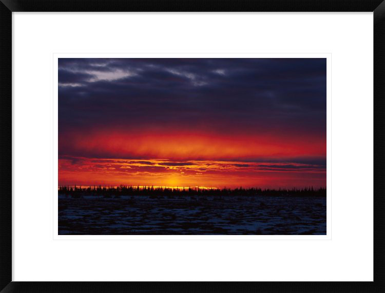 Global Gallery 'Sunset Over Boreal Forest' Framed Photographic Print ...
