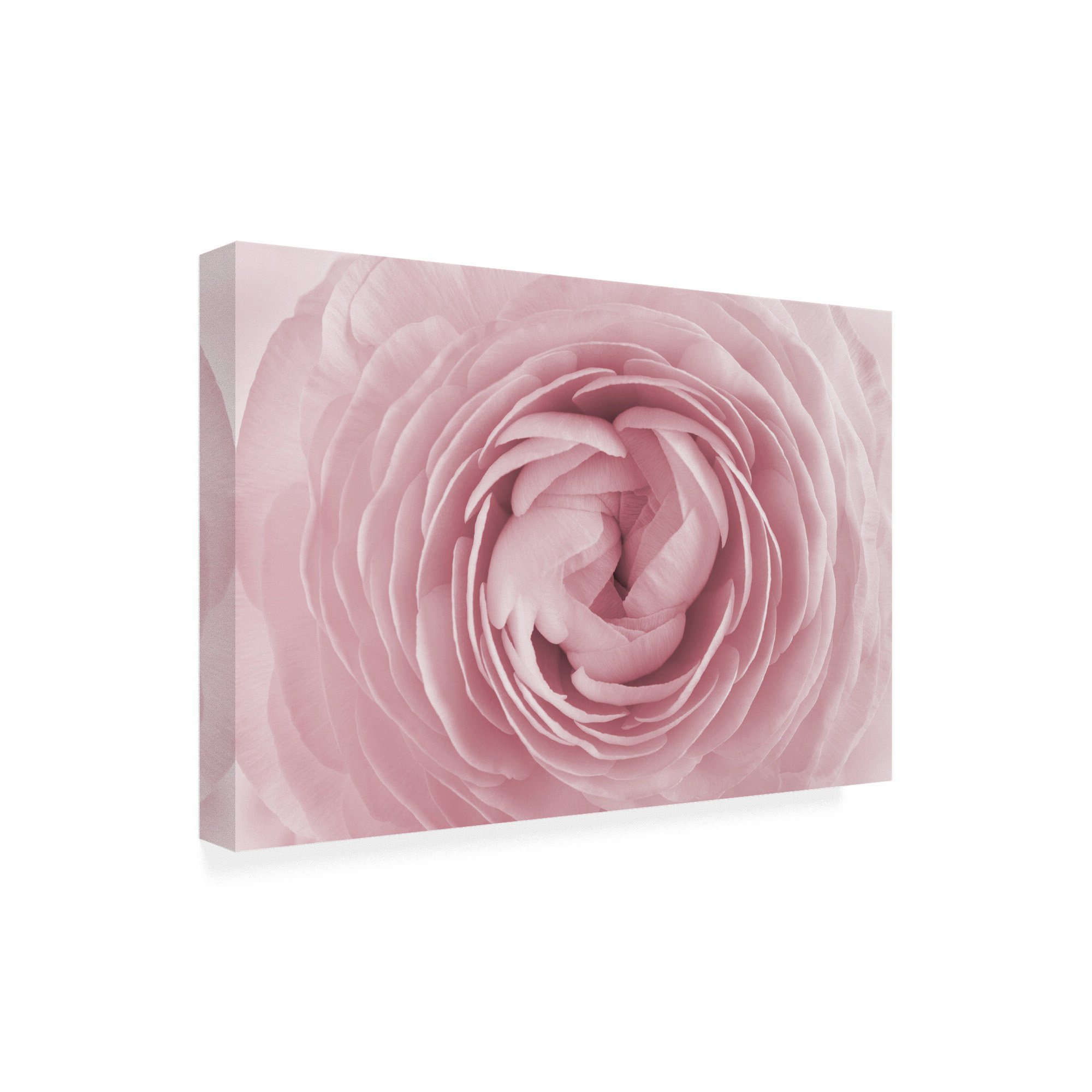 Winston Porter Photoinc Studio 'Large Pink Rose' Canvas Art - Wayfair ...