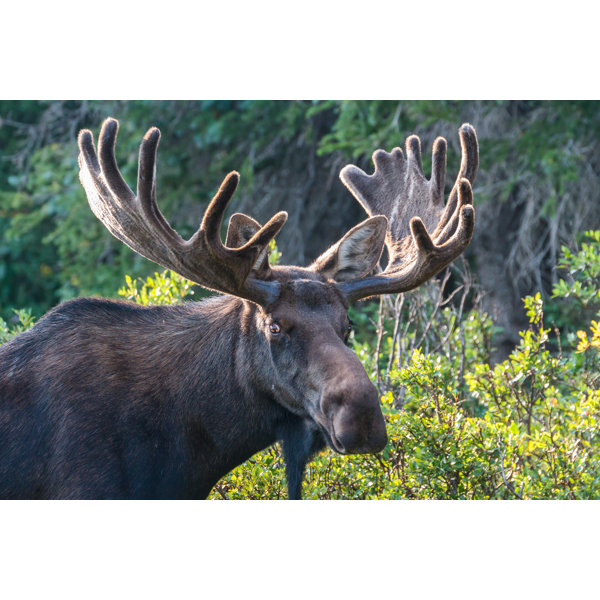 Millwood Pines Shiras Moose by Gary Gray - Wrapped Canvas Photograph ...