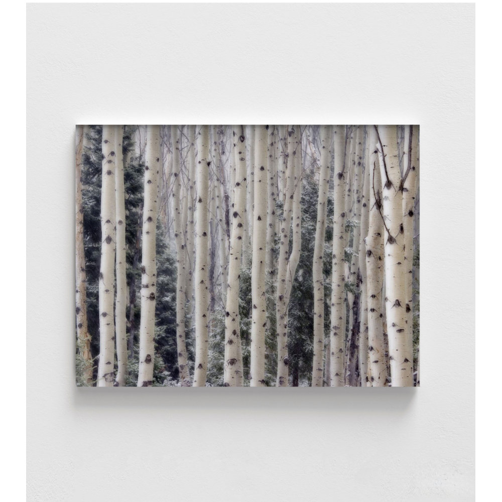 WeFrameArt Birch Forest Photography Print, Framed Aspen Trees Print ...