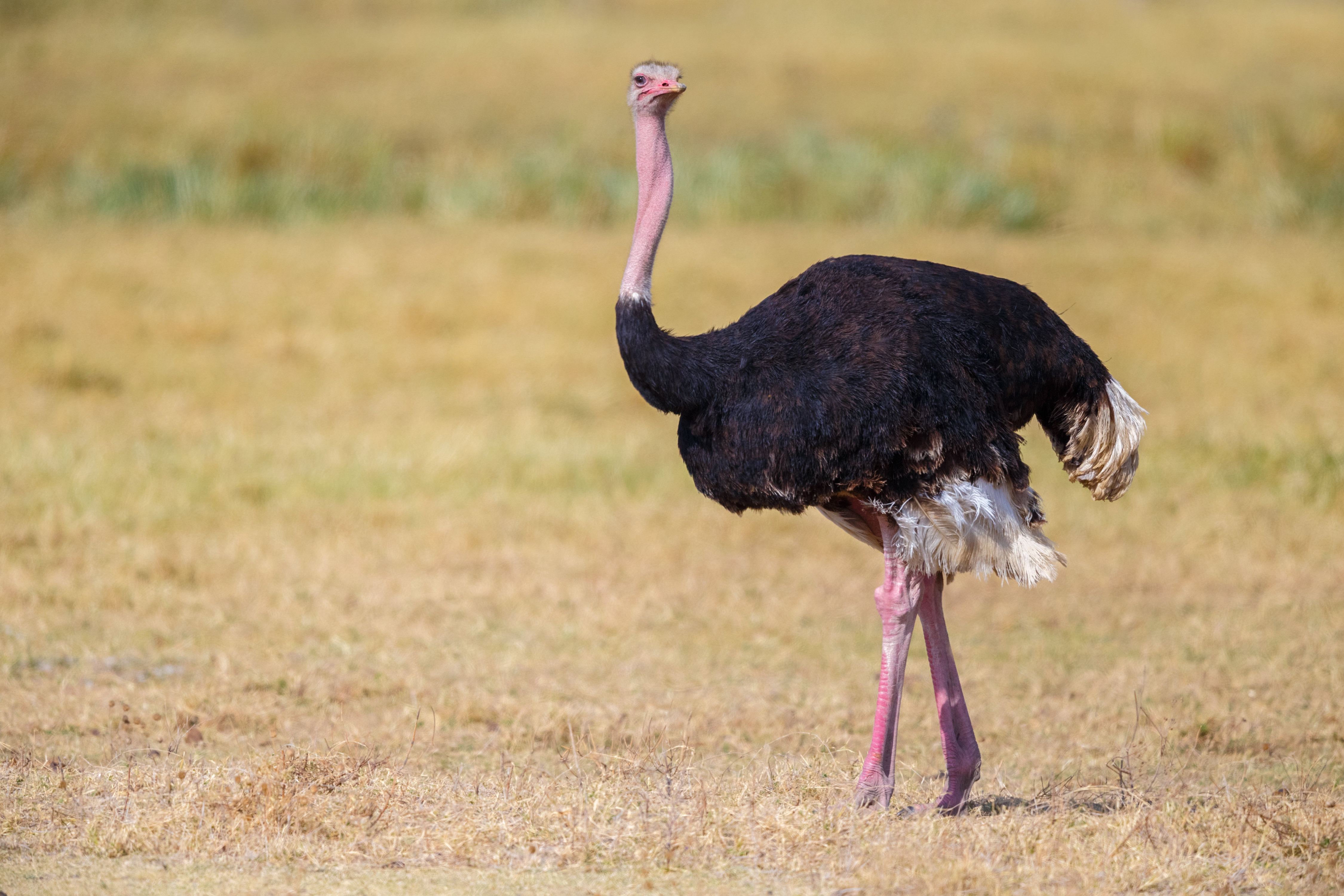 Latitude Run® Male Ostrich in Africa by Kencanning - Wayfair Canada