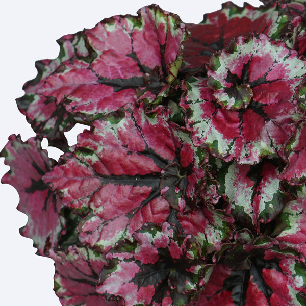 The Seasonal Aisle Bosch Begonia Ballroom Dance | Wayfair.co.uk