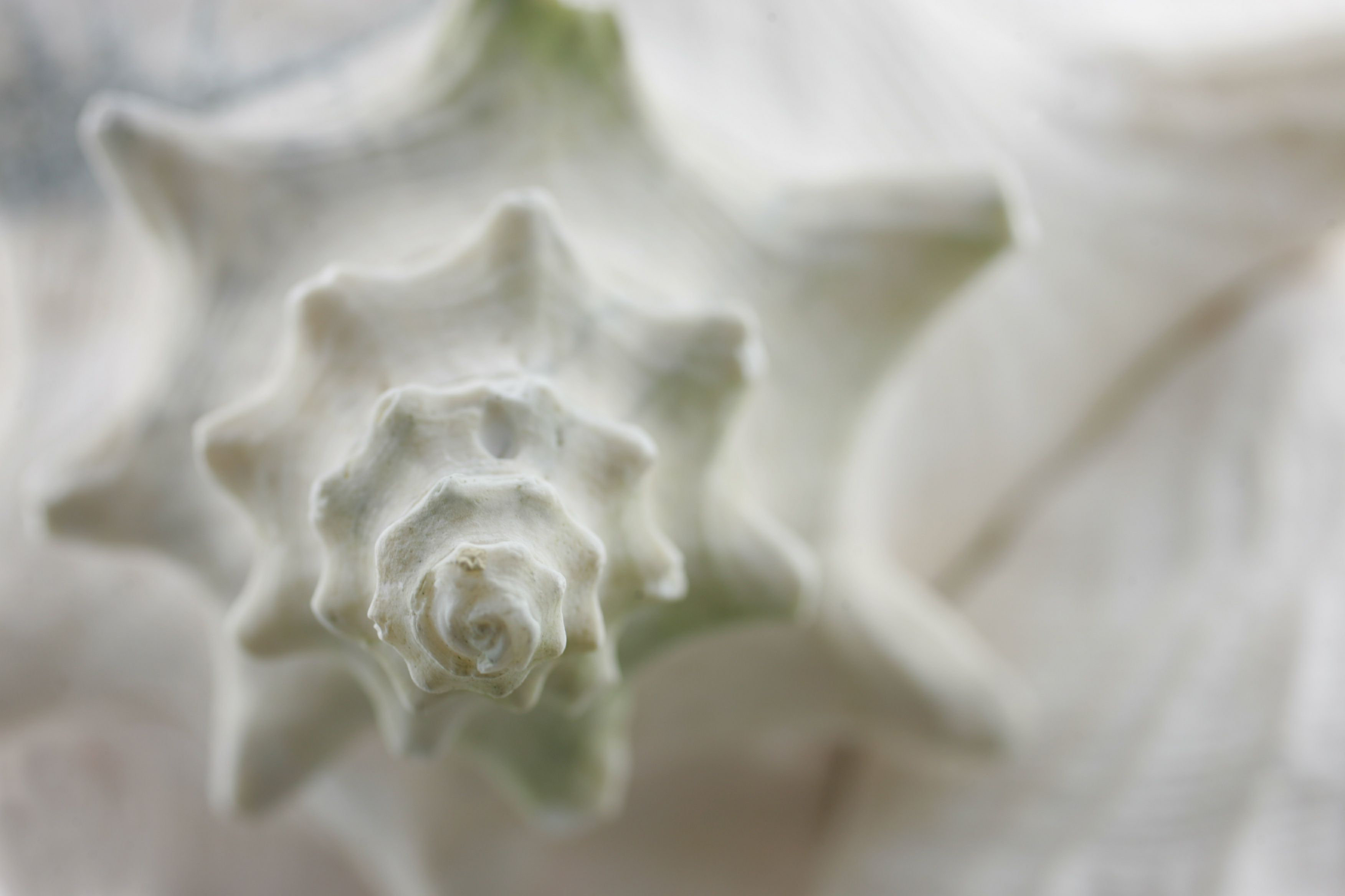 Highland Dunes Conch Shell - Wrapped Canvas Photograph | Wayfair