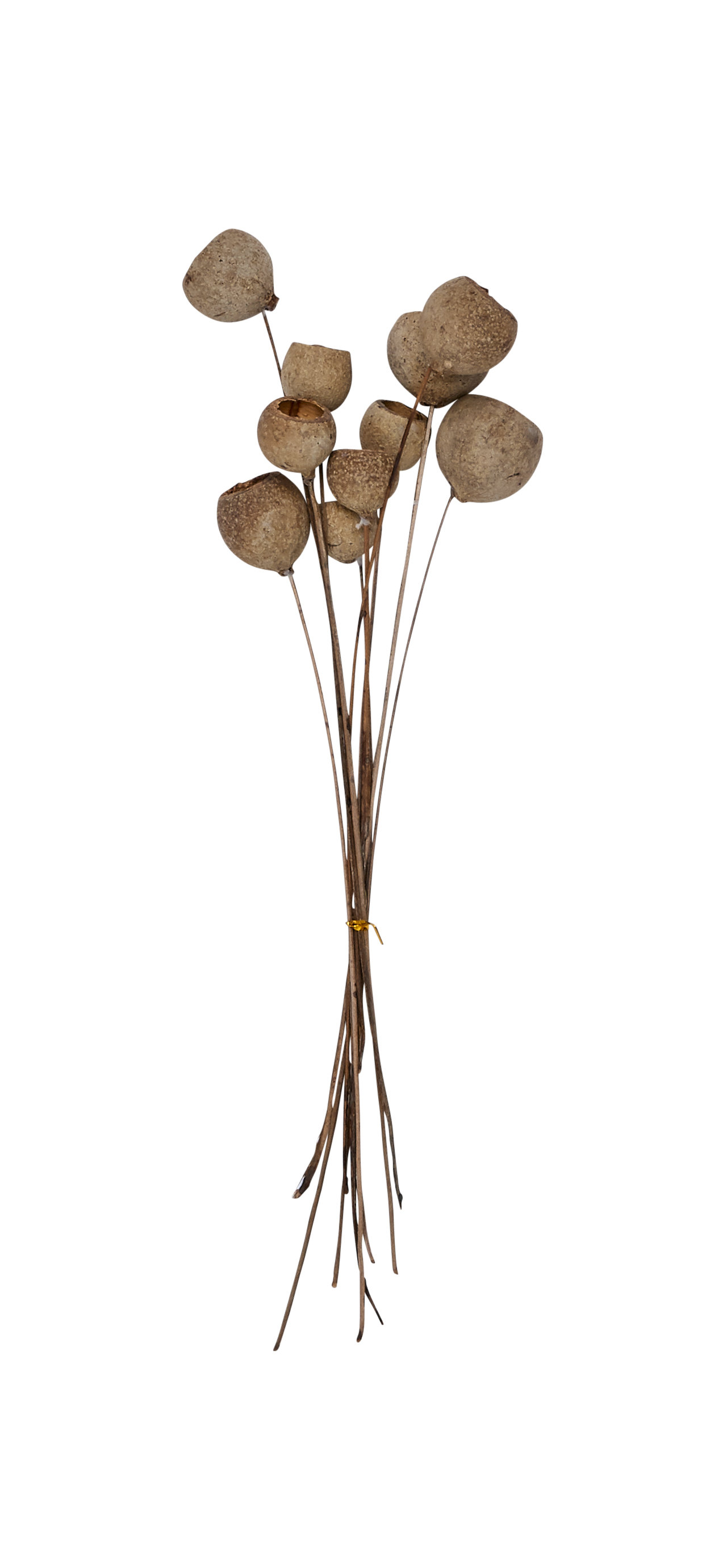 Gracie Oaks Natural Cup Pod Stems & Reviews | Joss & Main