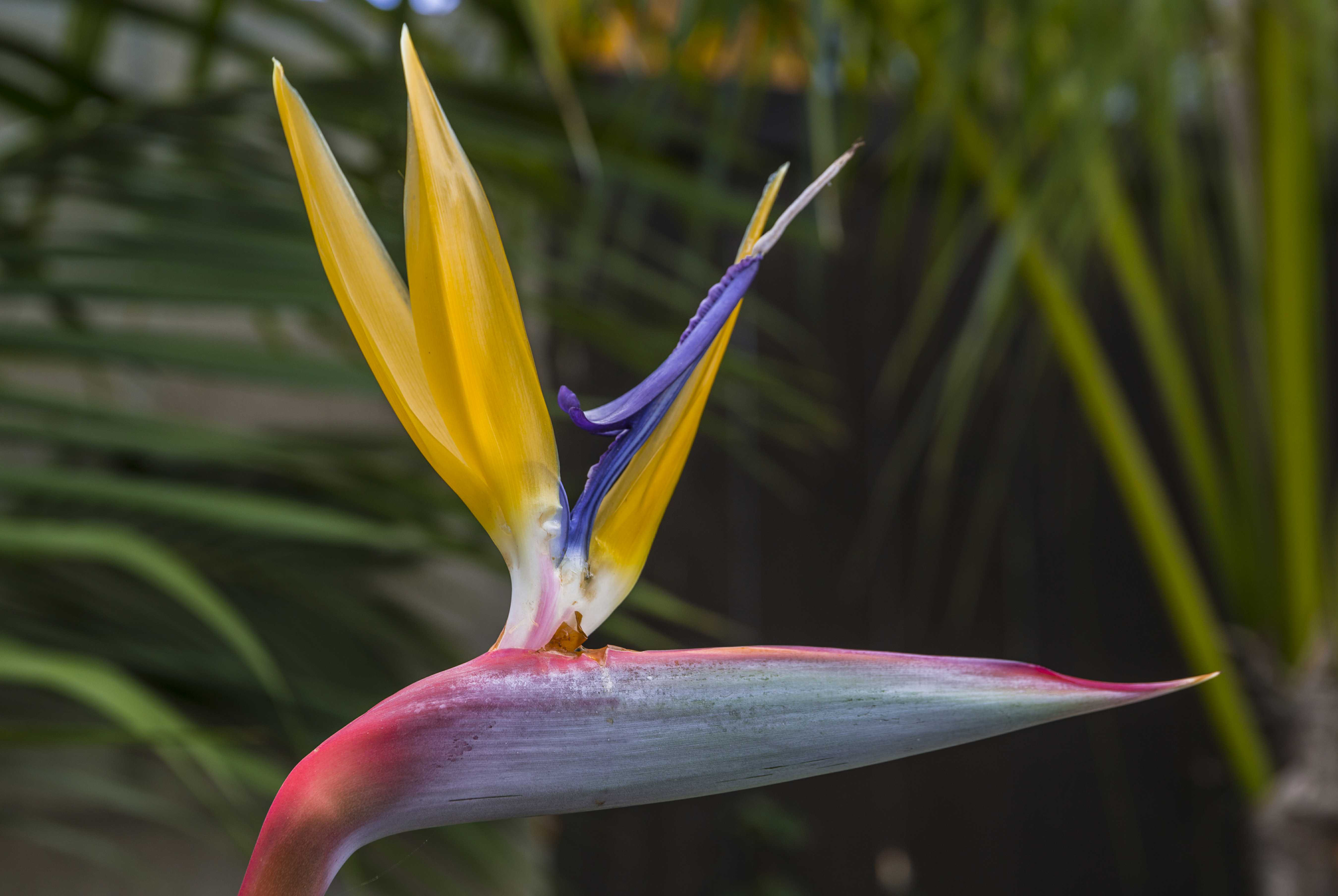 Bay Isle Home™ Bird Of Pardise by Barbara Markoff - Print - Wayfair Canada