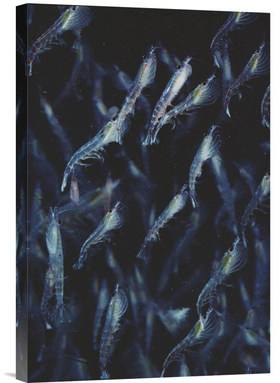 East Urban Home 'Antarctic Krill Schooling Underwater, Antarctica ...