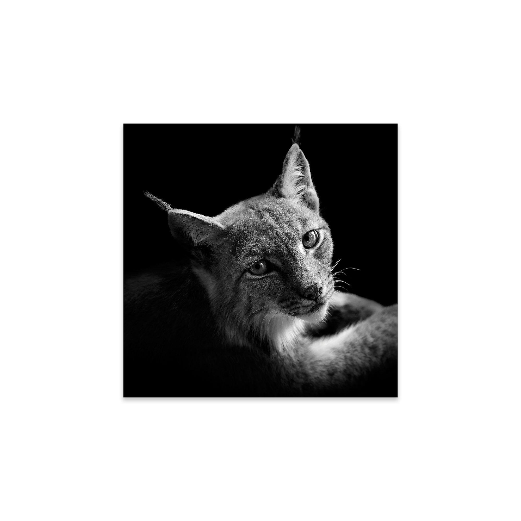 Ebern Designs Lynx In Black & White II On Plastic/Acrylic by Lukas ...