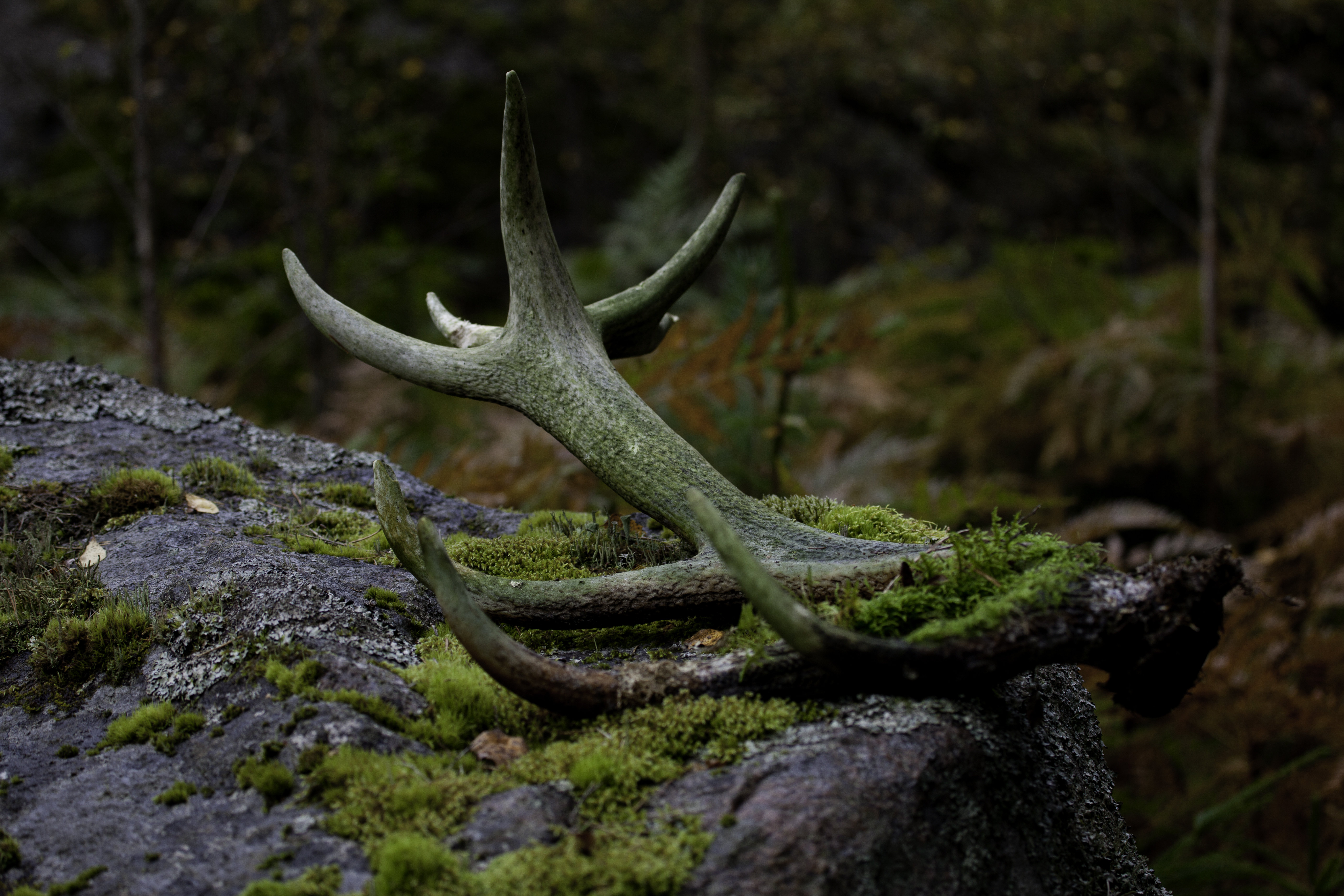 Millwood Pines Abandoned Antlers by Thomasmales - Wrapped Canvas ...