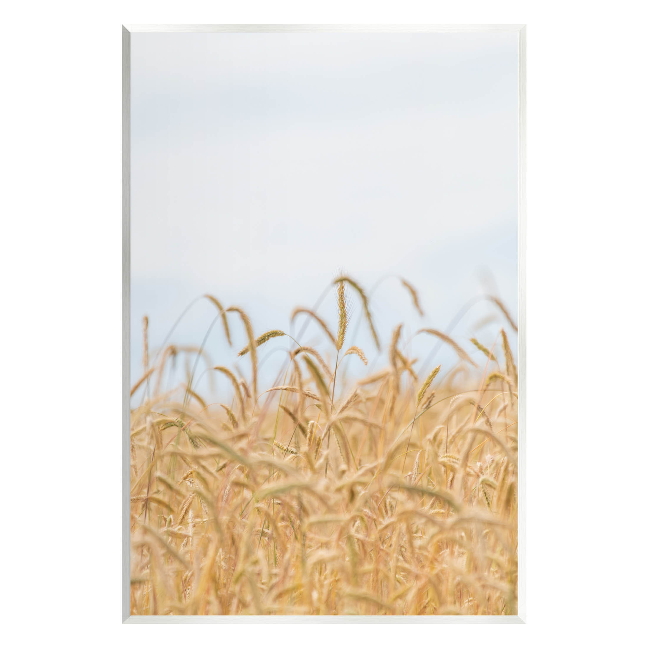 Winston Porter Rural Wheat Field Crops Wall Plaque Art By Nancy Crowell ...