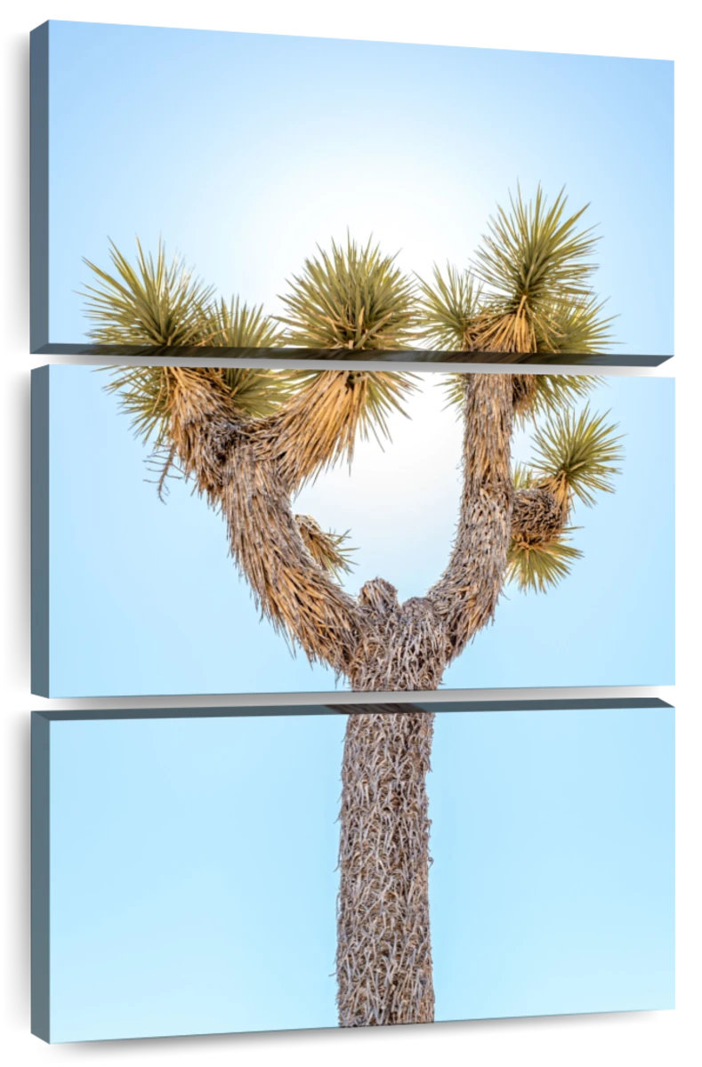 Bay Isle Home™ Sunlit Joshua Tree | Wayfair