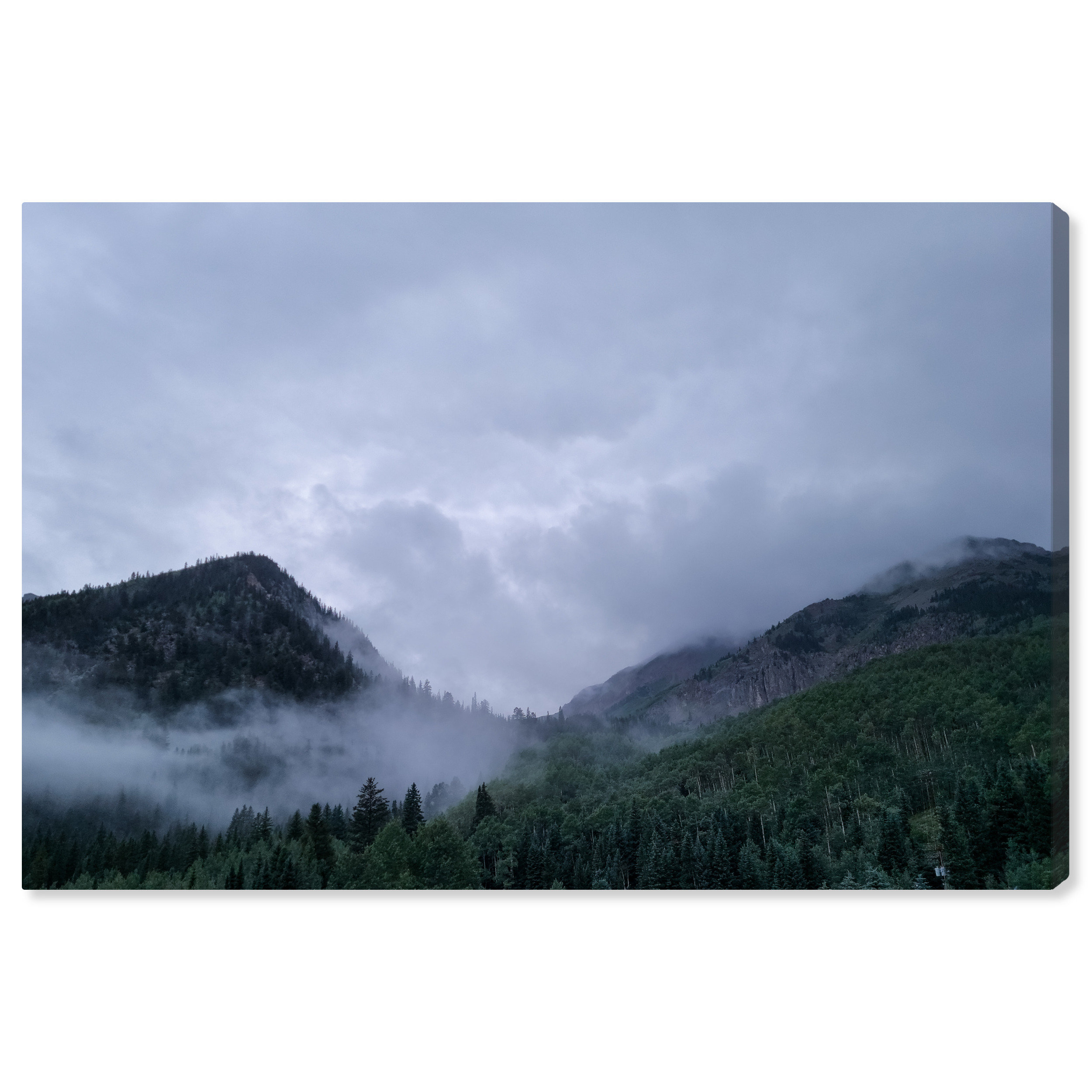 Millwood Pines Nature and Landscape Mist in the Humid Forest Modern ...