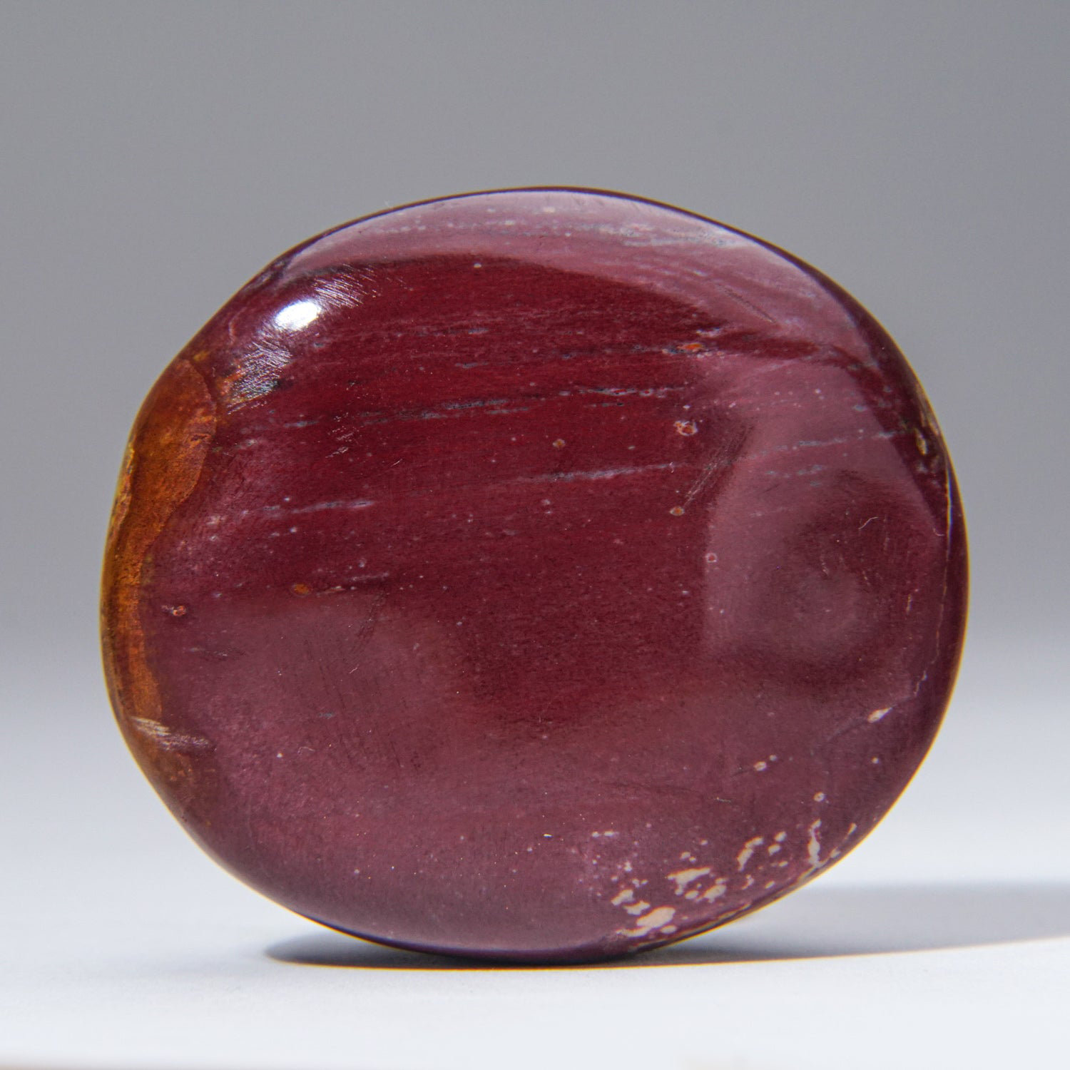 Astro Gallery of Gems Genuine Polished Petrified Wood Palm Stone | Wayfair