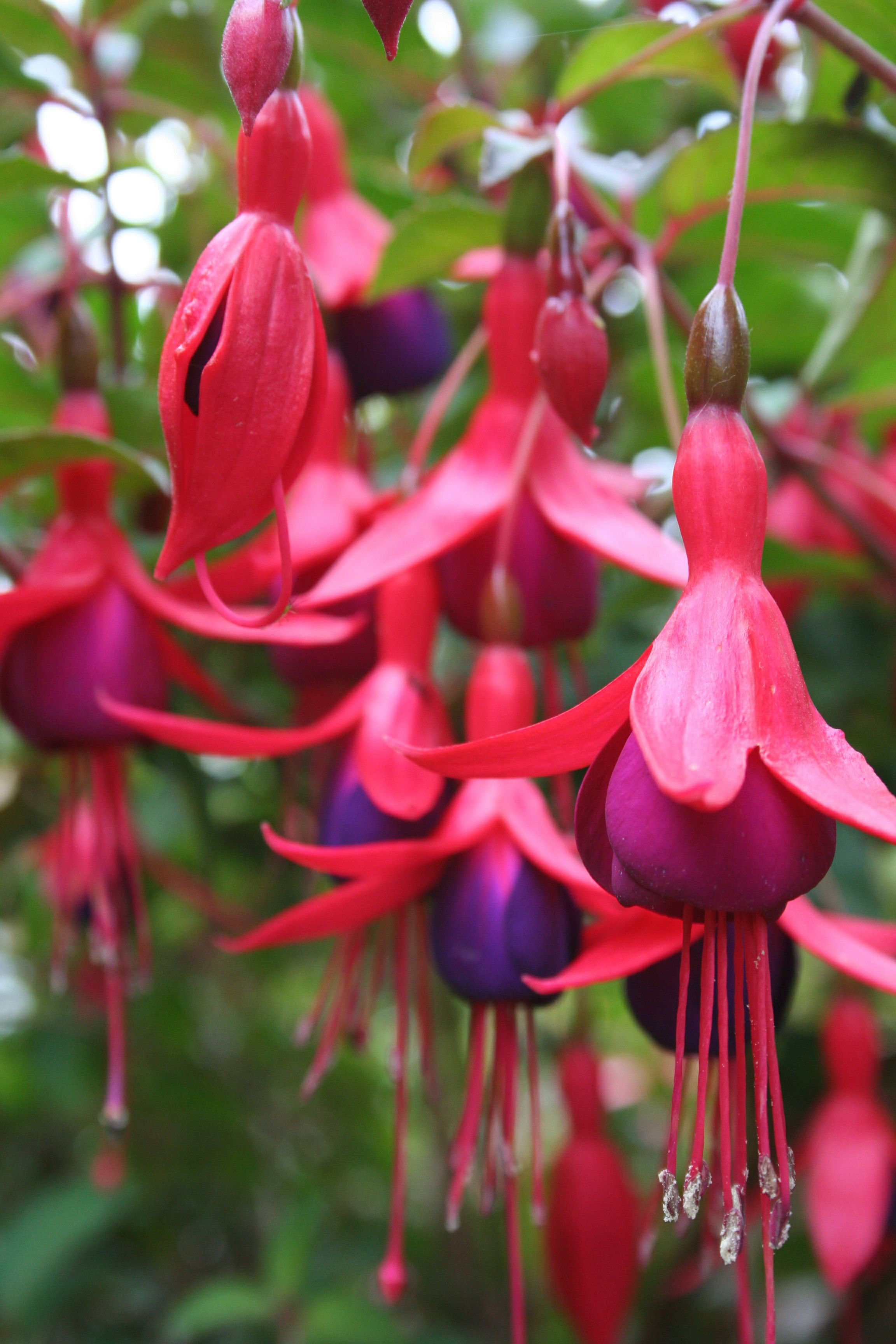 Ebern Designs Bossie Fuschia by - Print | Wayfair