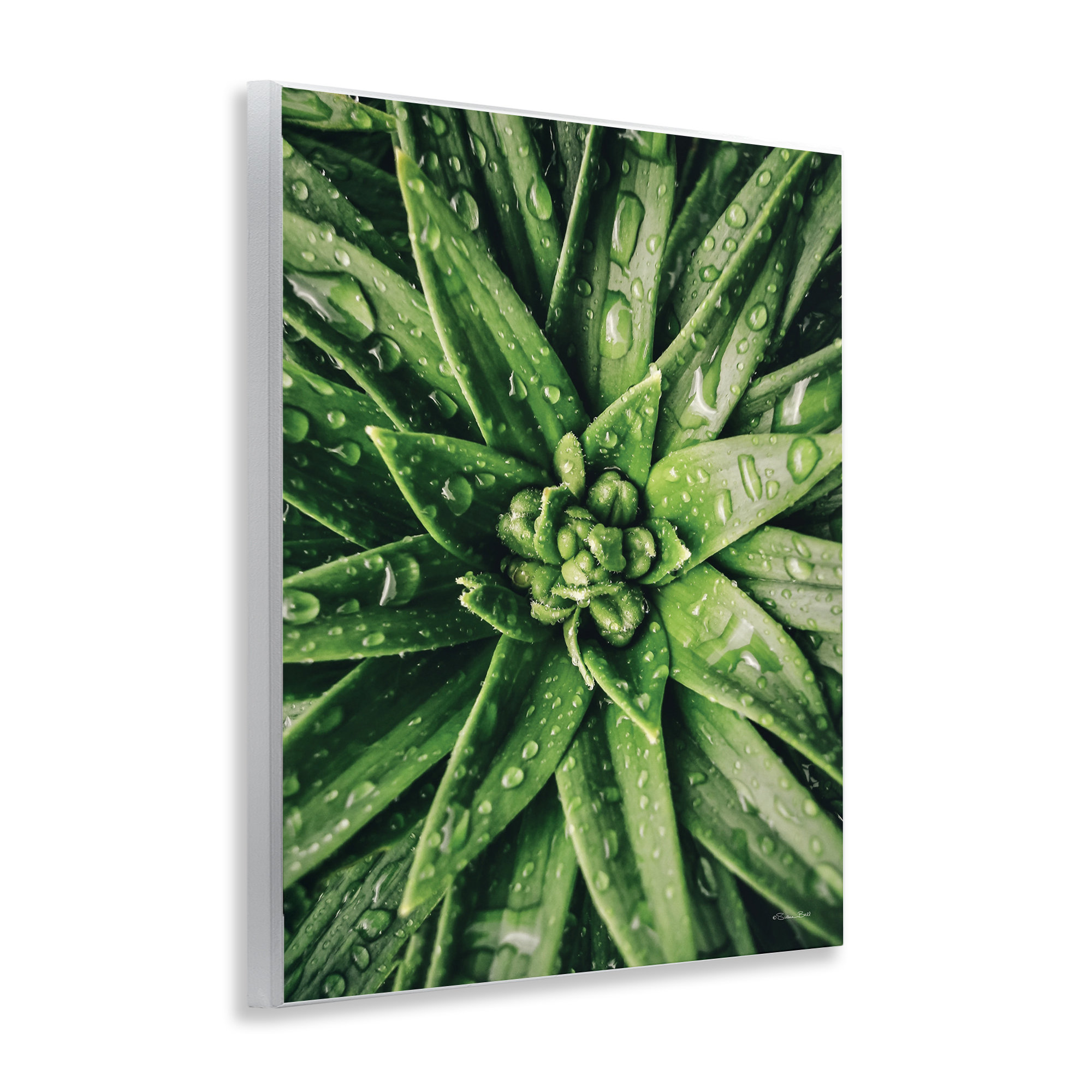 Stupell Industries Succulent in Rain Wall Plaque Art by Susan Ball ...