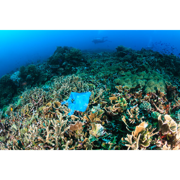 Highland Dunes Discarded Plastic Bag On A Tropical Coral Reef On Canvas ...