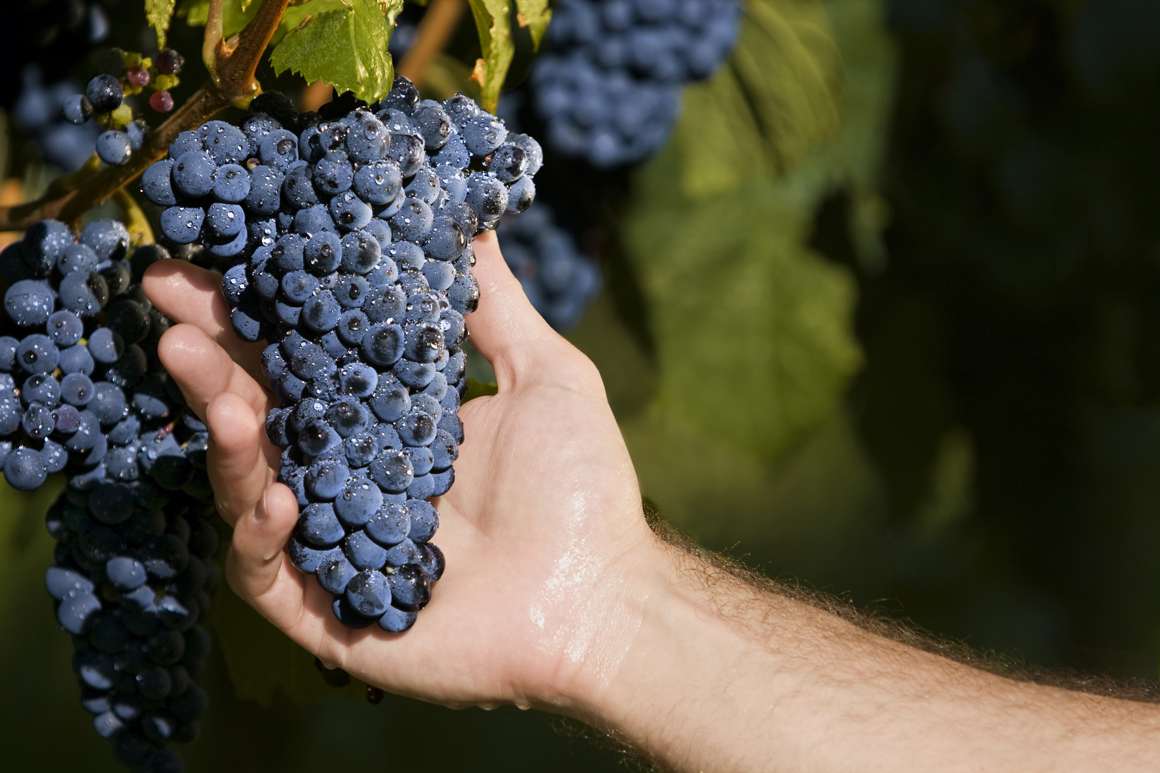 The Power Of Saying No 17 Grapes