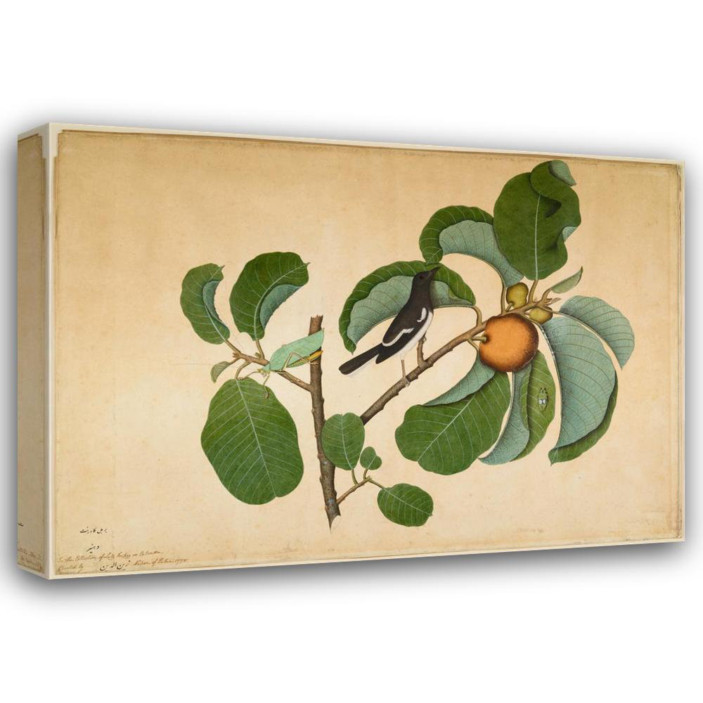Lark Manor™ "Oriental Magpie Robin with Katydid and Leaf Hopper on ...