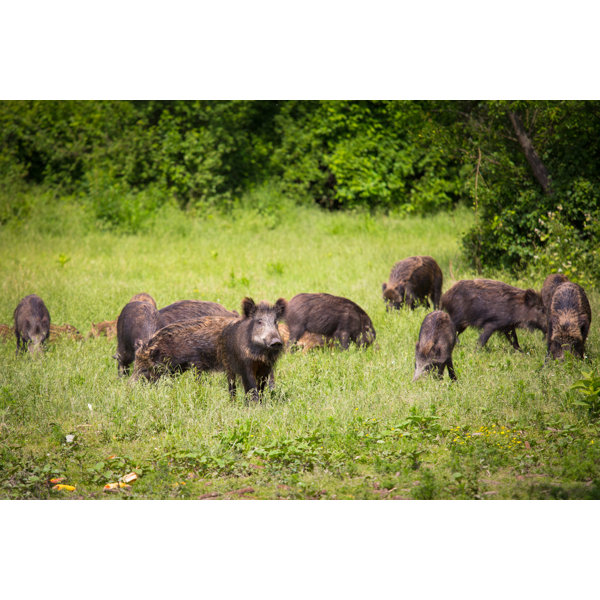 17 Stories Wild Boar Family by Zorandimzr - Wrapped Canvas Print ...