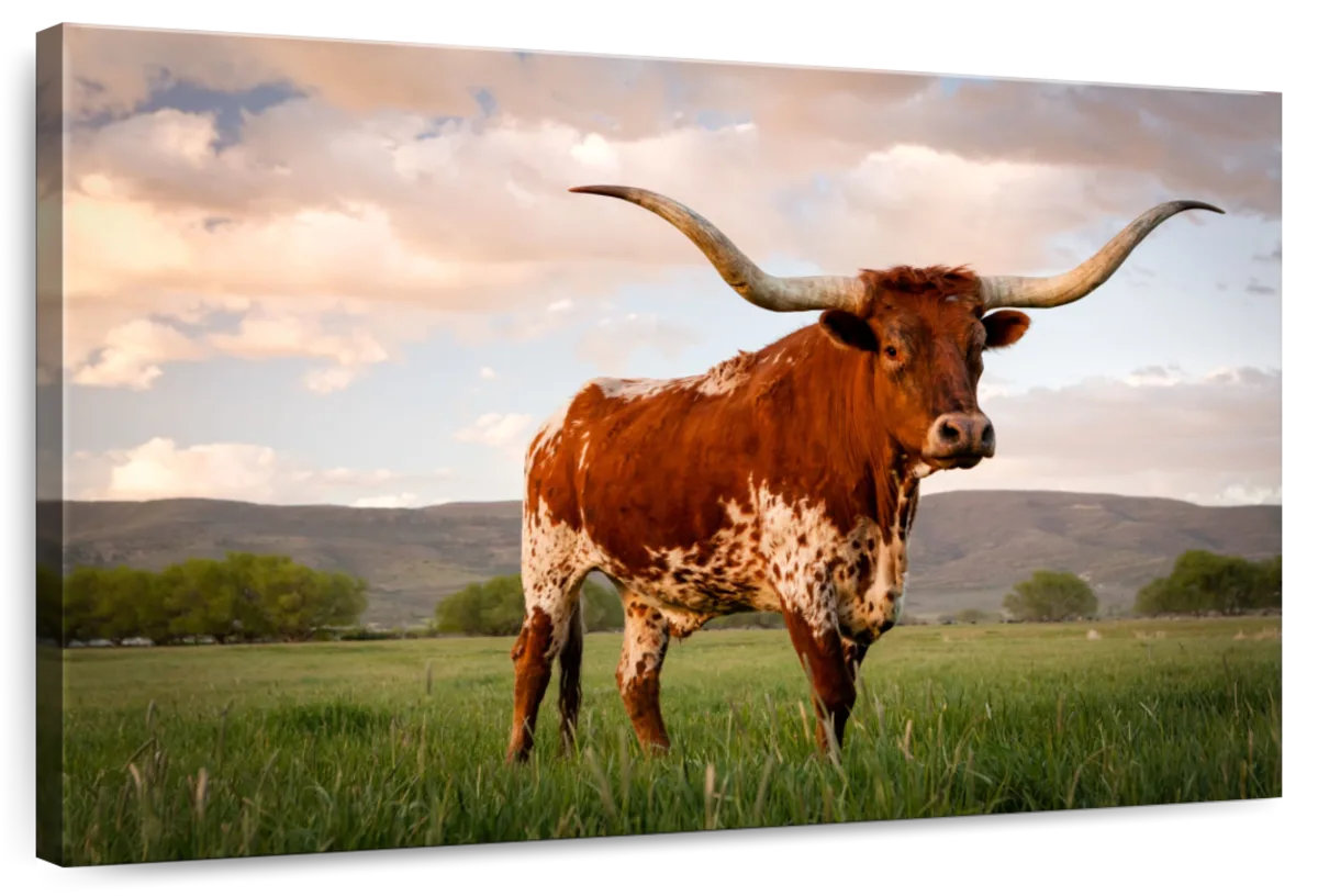 Ebern Designs Brown Texas Longhorn | Wayfair