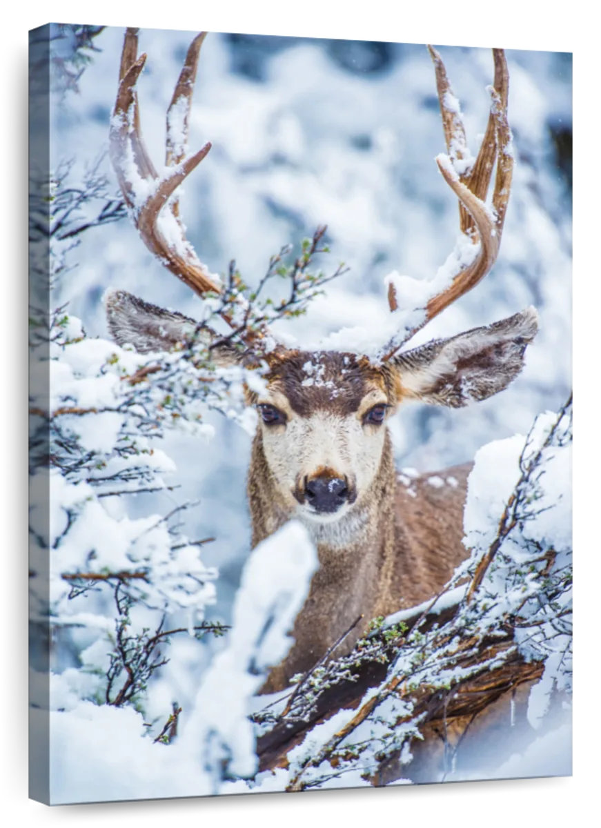 Ebern Designs Brampt Winter Mule Deer | Wayfair