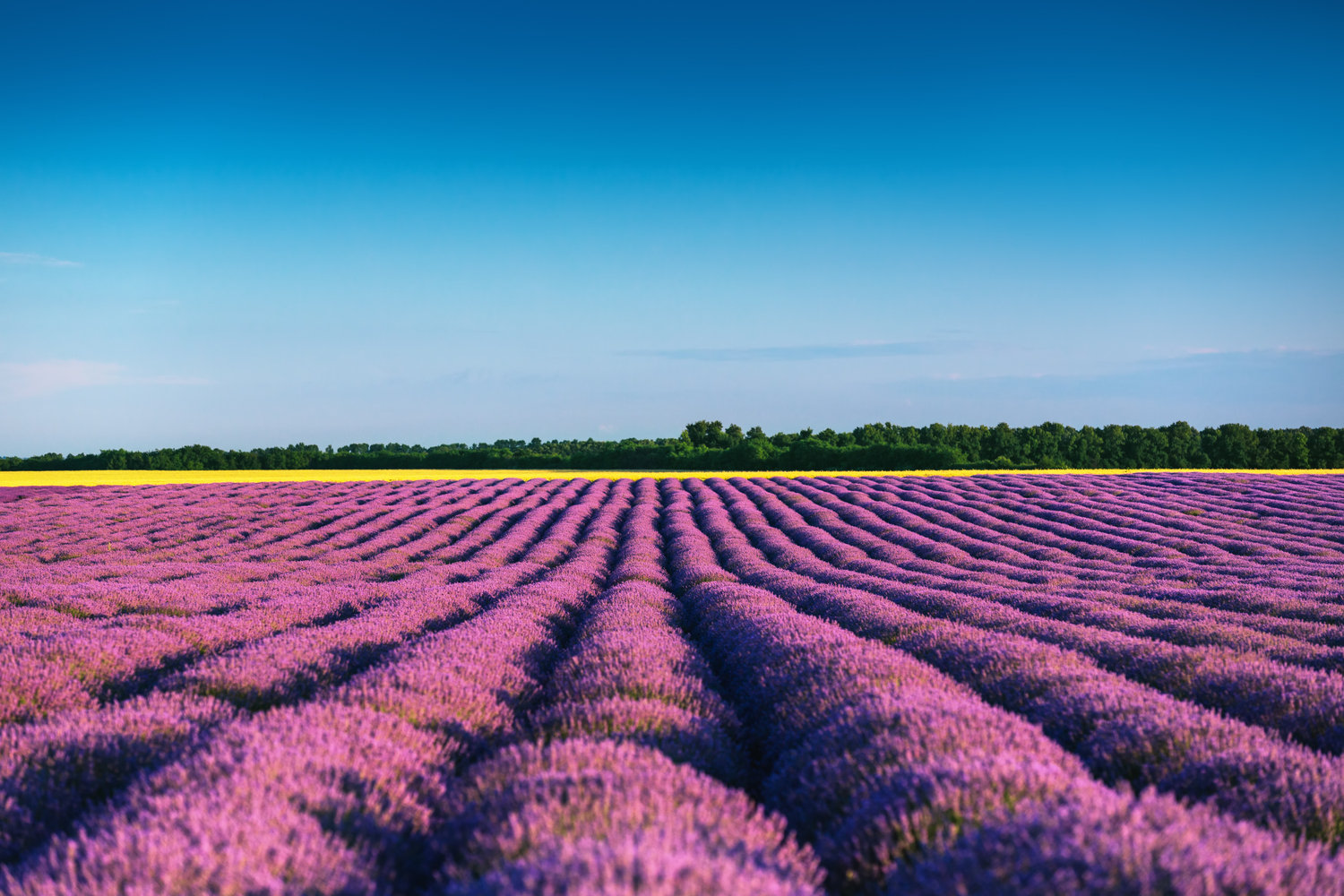 Ophelia & Co. Lavender Field On Canvas Photograph | Wayfair