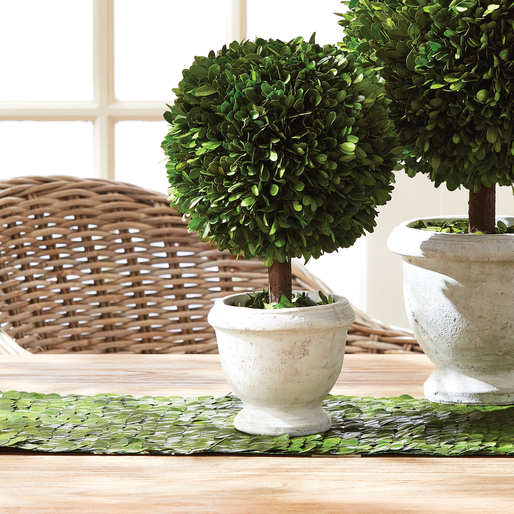 Three Posts™ Swader Boxwood Topiary in Ceramic Pot | Wayfair