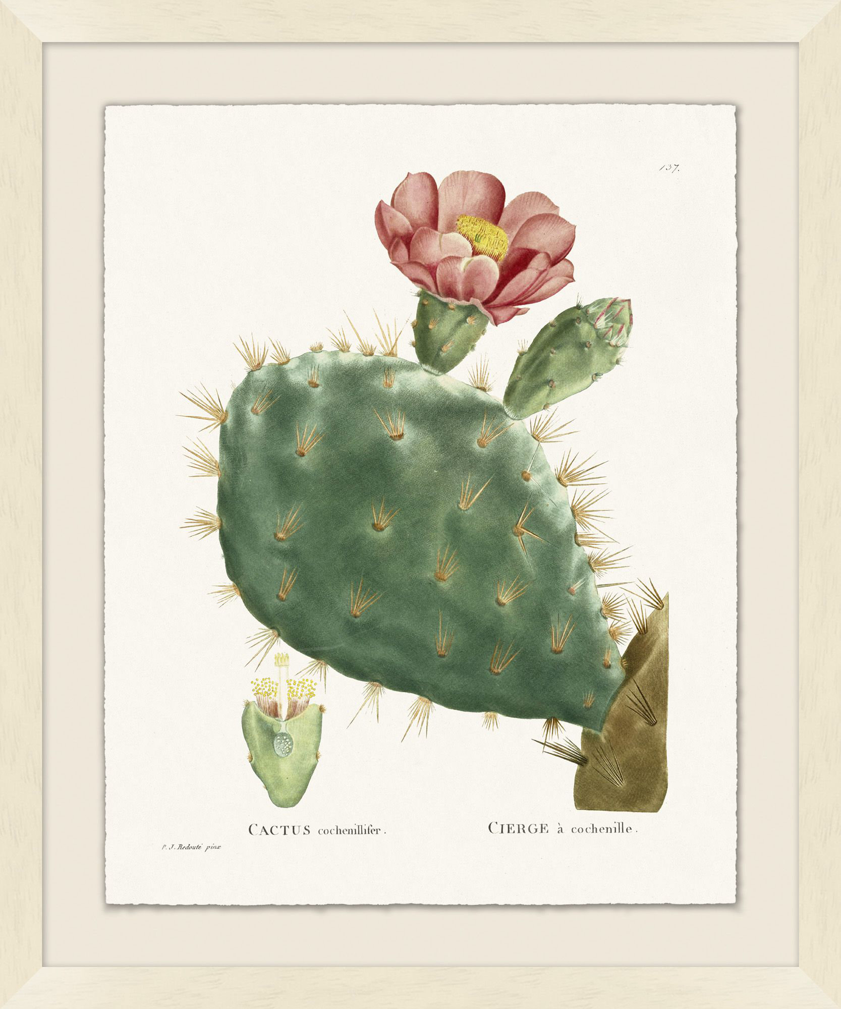 Wendover Art Group Blooming Cacti 4 | Perigold