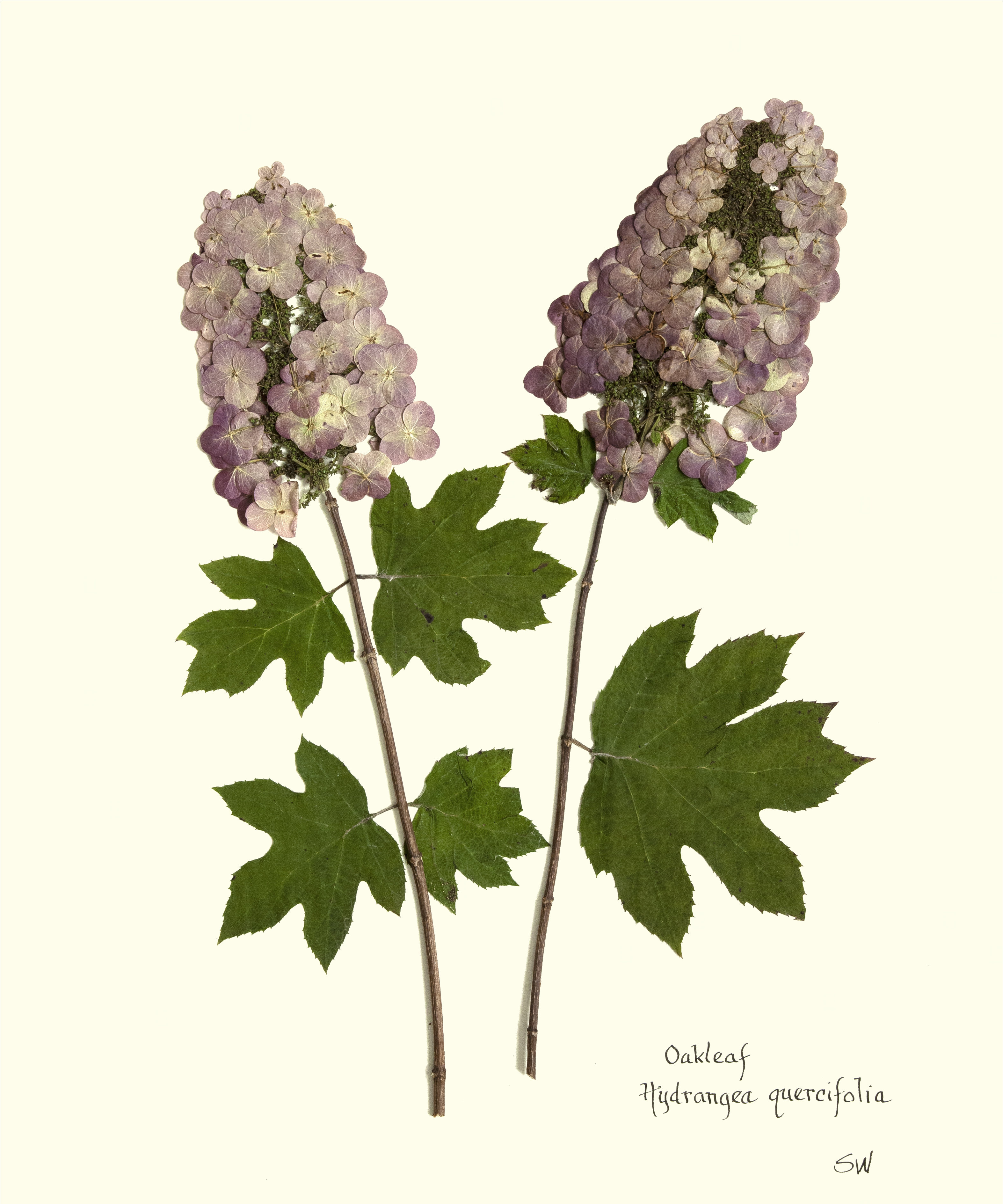 Canora Grey Oakleaf Hydrangea | Wayfair
