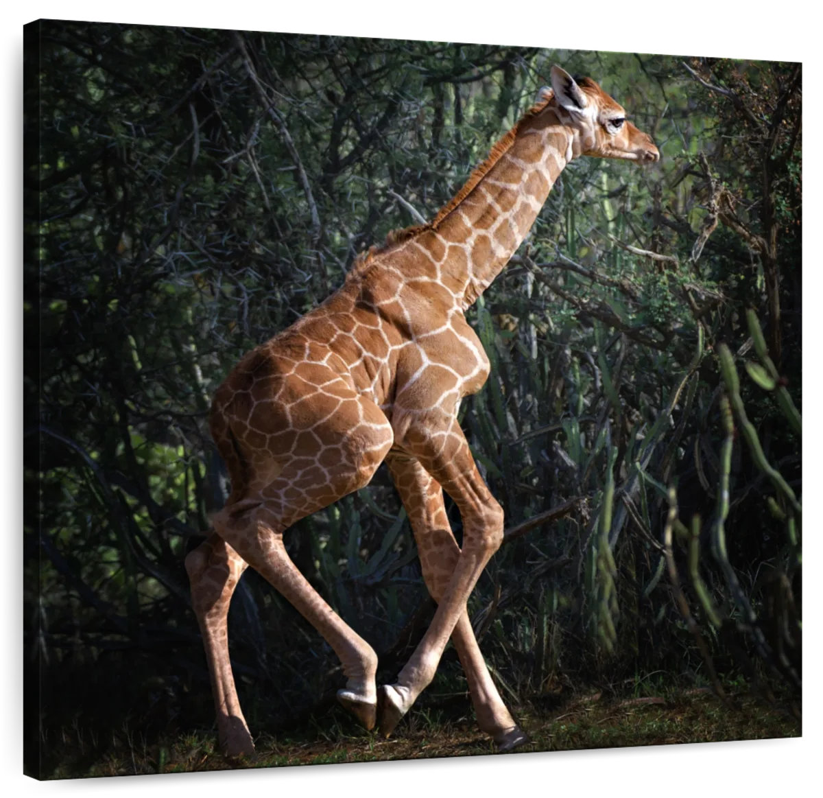 Elephant Stock Giraffe's First Walk | Wayfair