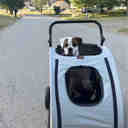 BingoPaw Folding Standard Stroller & Reviews | Wayfair