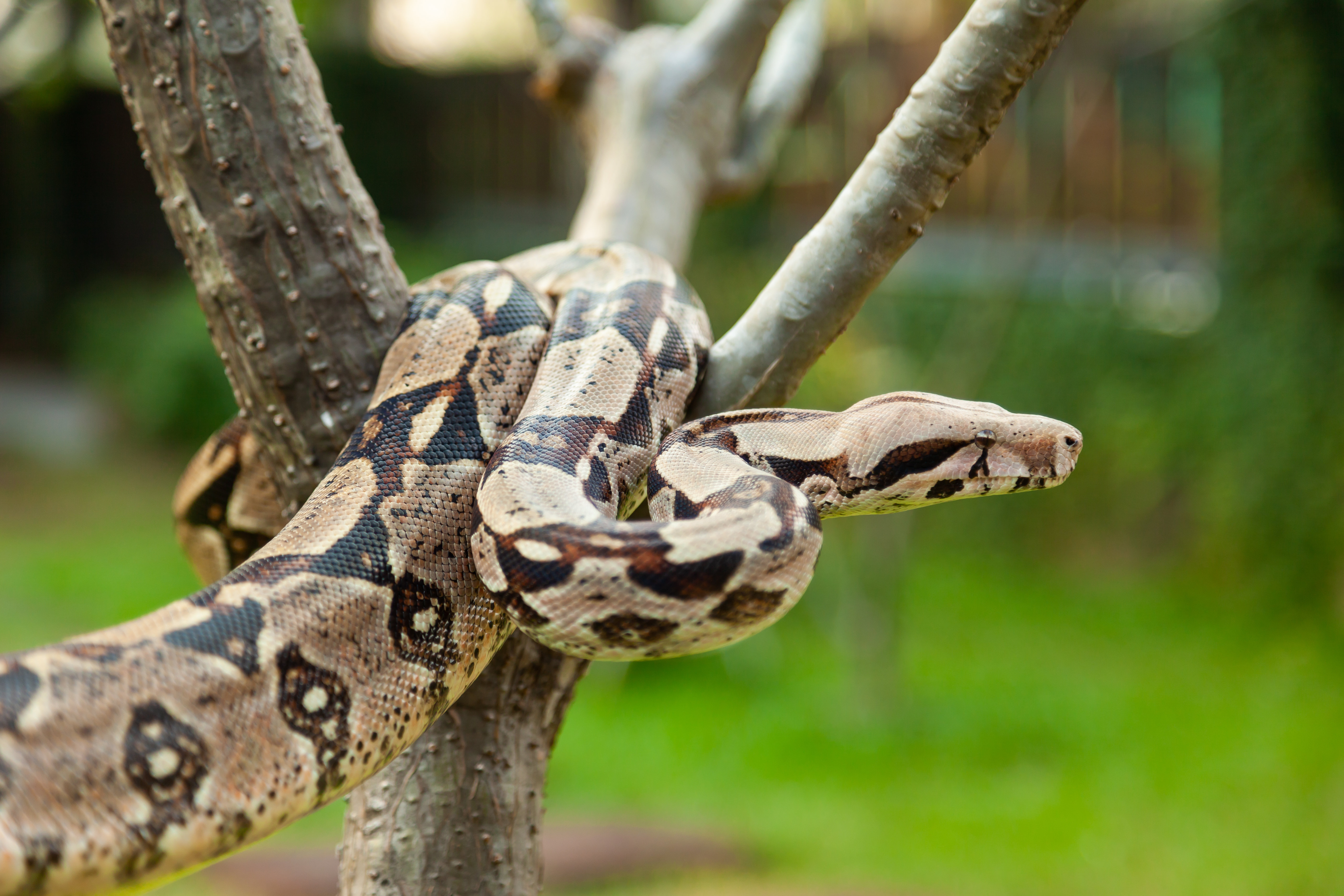 Ebern Designs Colombian Boa Constrictor - Wrapped Canvas Photograph ...