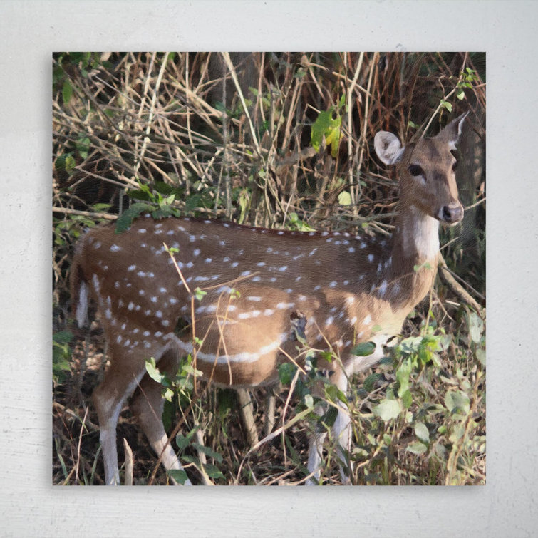 Loon Peak® Brown And White Spotted Deer On Green Grass During Daytime 2 ...
