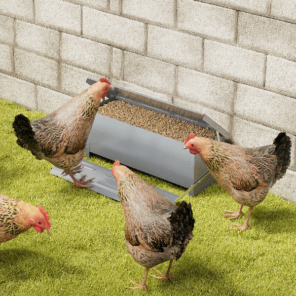 Tucker Murphy Pet™ Eavie Automatic Chicken Chook Feeder Galvanized ...