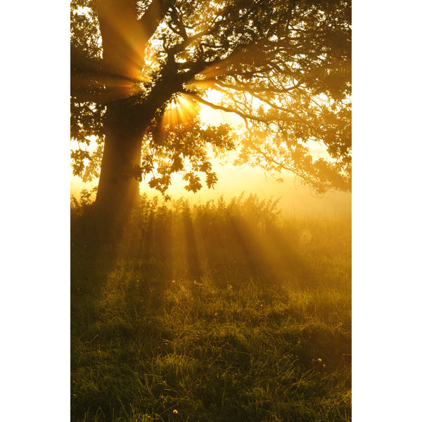 17 Stories Backlit Oak Tree by AVTG - No Frame Art Prints on Canvas ...