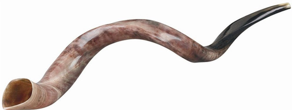 Ben and Jonah Ultimate Judaica Kosher Shofar Yemenite Horns & Reviews ...
