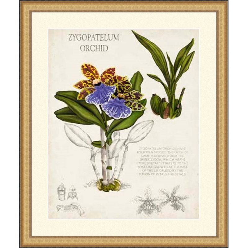 Gracie Oaks 'Orchird Field Notes II' Framed Graphic Art Print | Wayfair