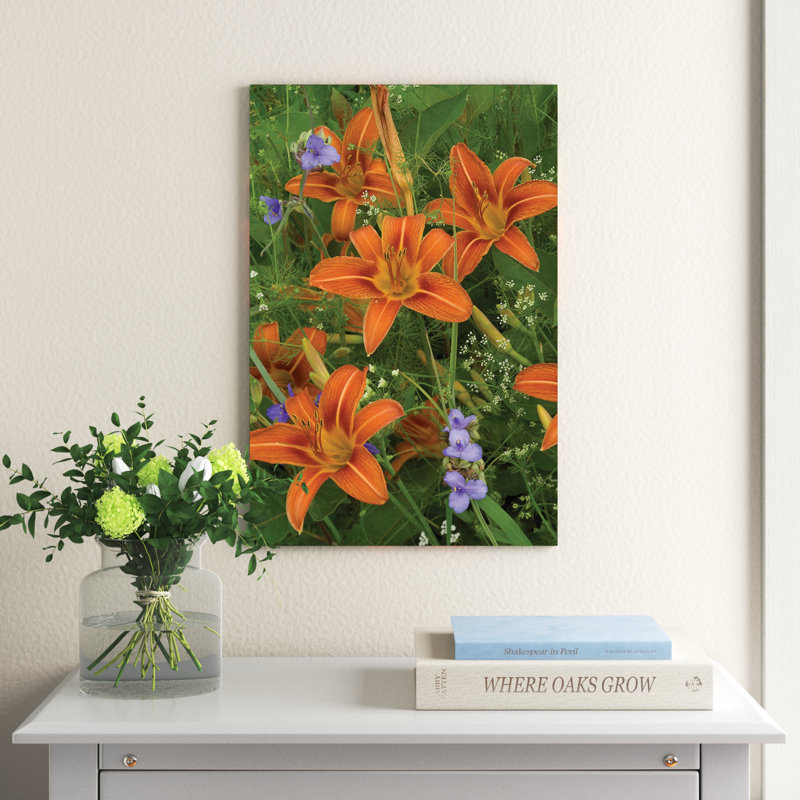 Wade Logan Orange Daylily With Virginia Spiderwort, North America On ...