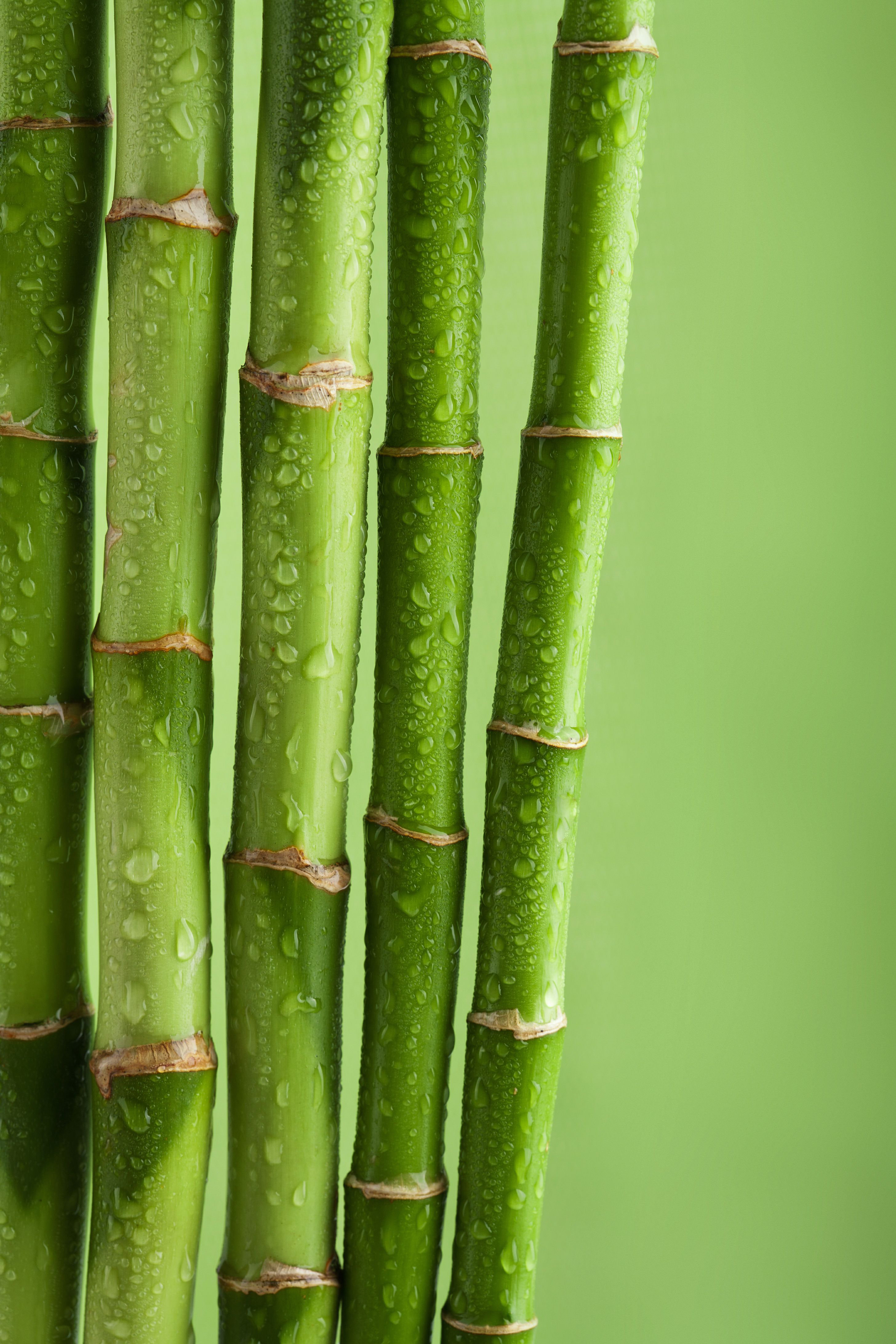 Bay Isle Home™ Bamboo Background by Olgamiltsova - Wrapped Canvas ...