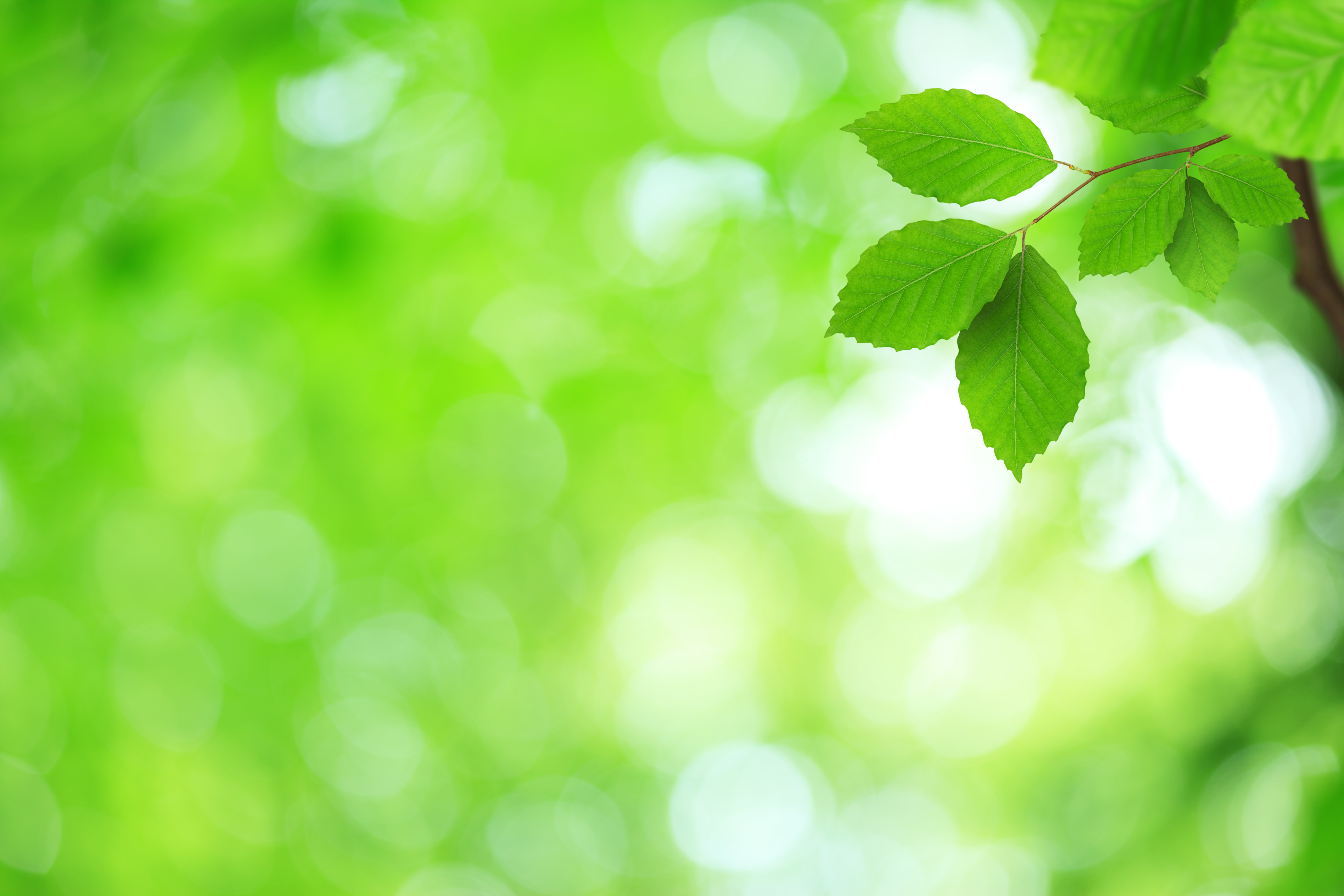 Ebern Designs Green Leaves by Borchee - Wayfair Canada