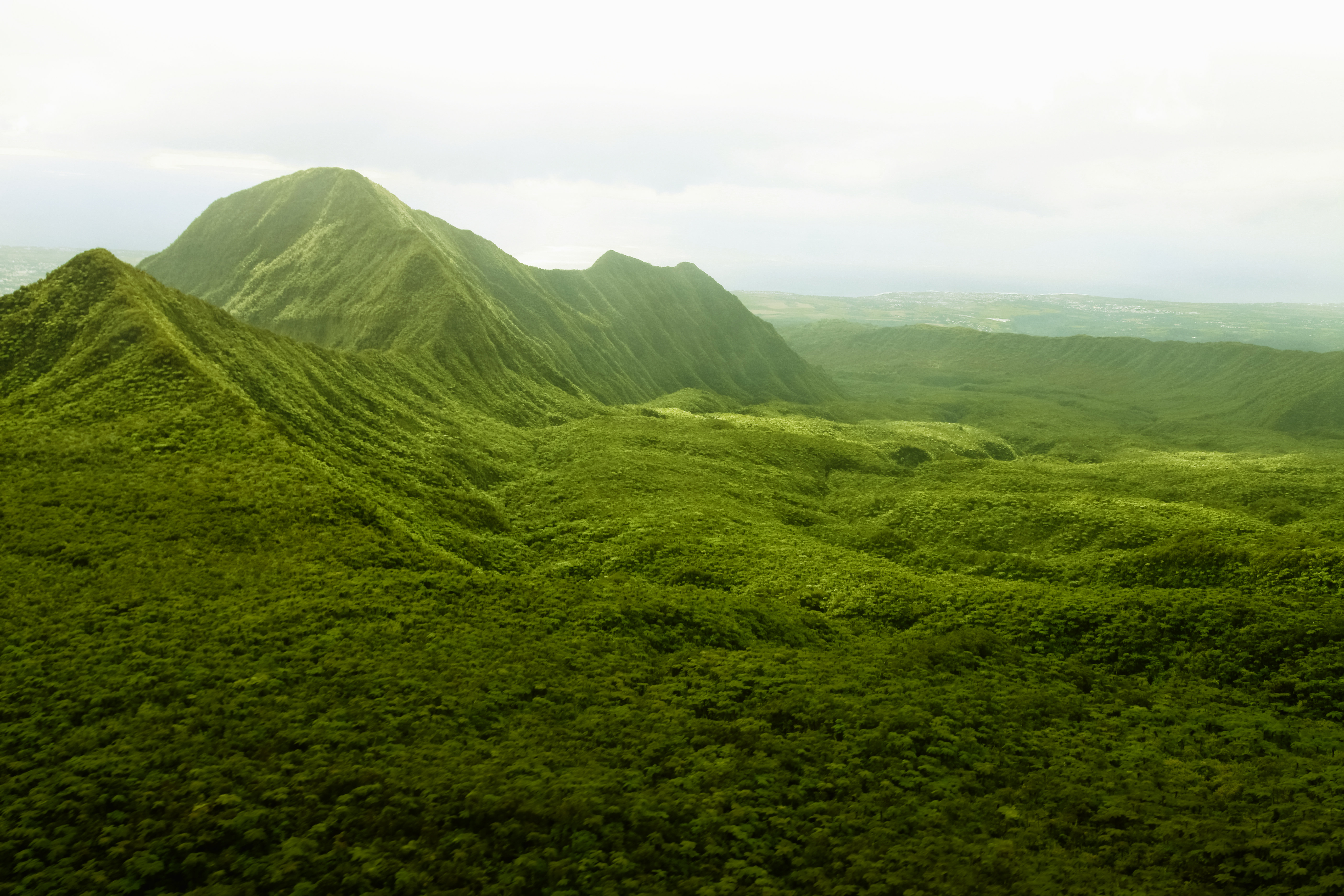 Ebern Designs Pristine Rainforest,Reunion Island, East Africa, Indian ...