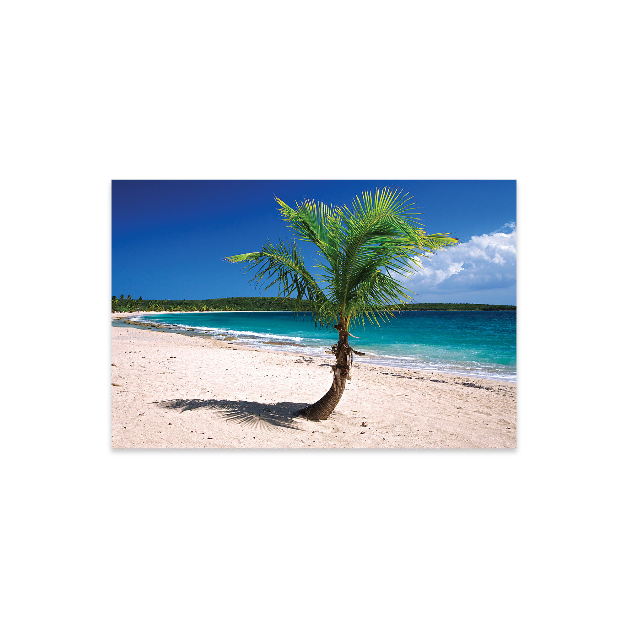 Highland Dunes Caribbean, Puerto Rico, Vieques. Lone Coconut Palm On ...