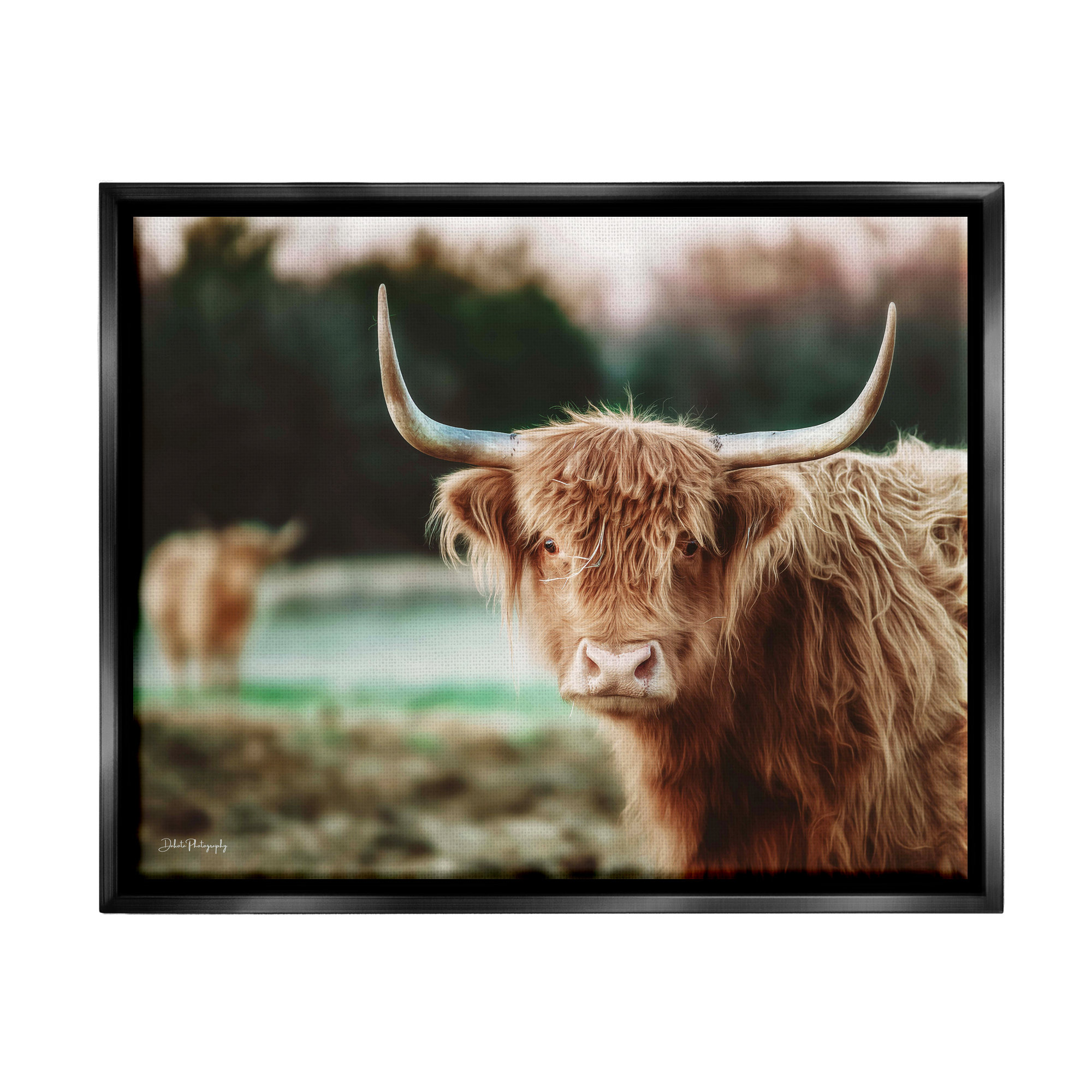Gracie Oaks Highland Cattle Gazing Photography - Floater Frame ...