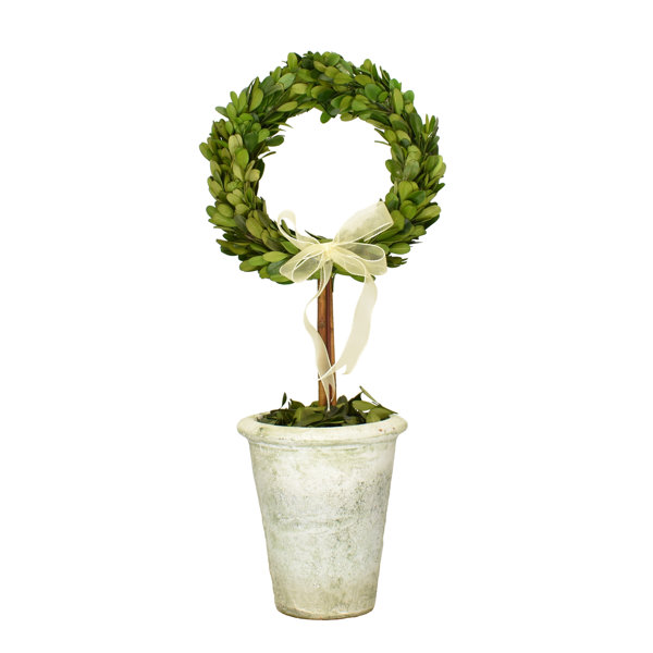 Ophelia & Co. Boxwood Topiary in Porcelain Vase & Reviews - Wayfair Canada