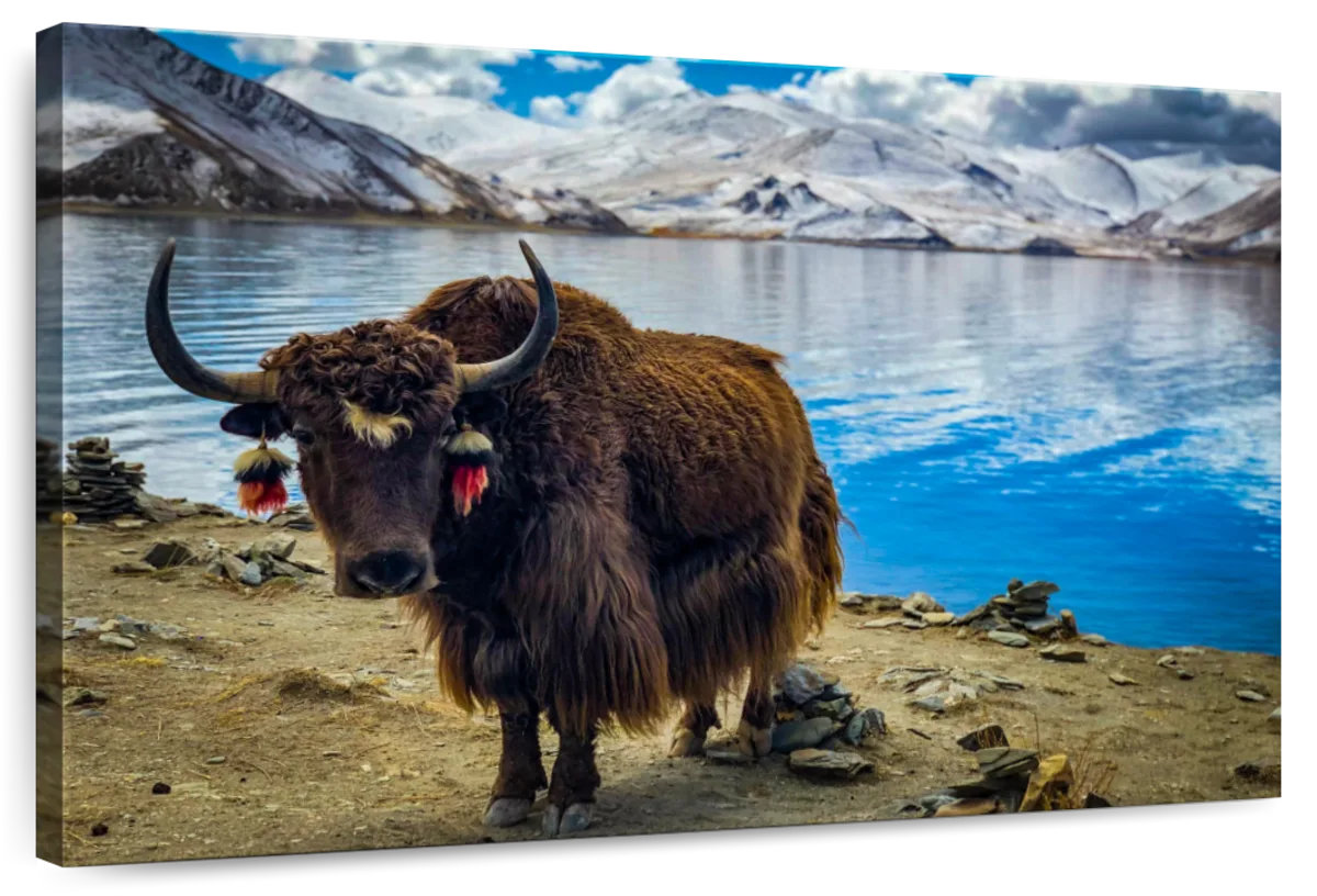 Ebern Designs Crowle Tibetan Yak - Wayfair Canada