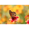 Hokku Designs Cheisa Butterfly In Spring Garden On Canvas by Tom ...