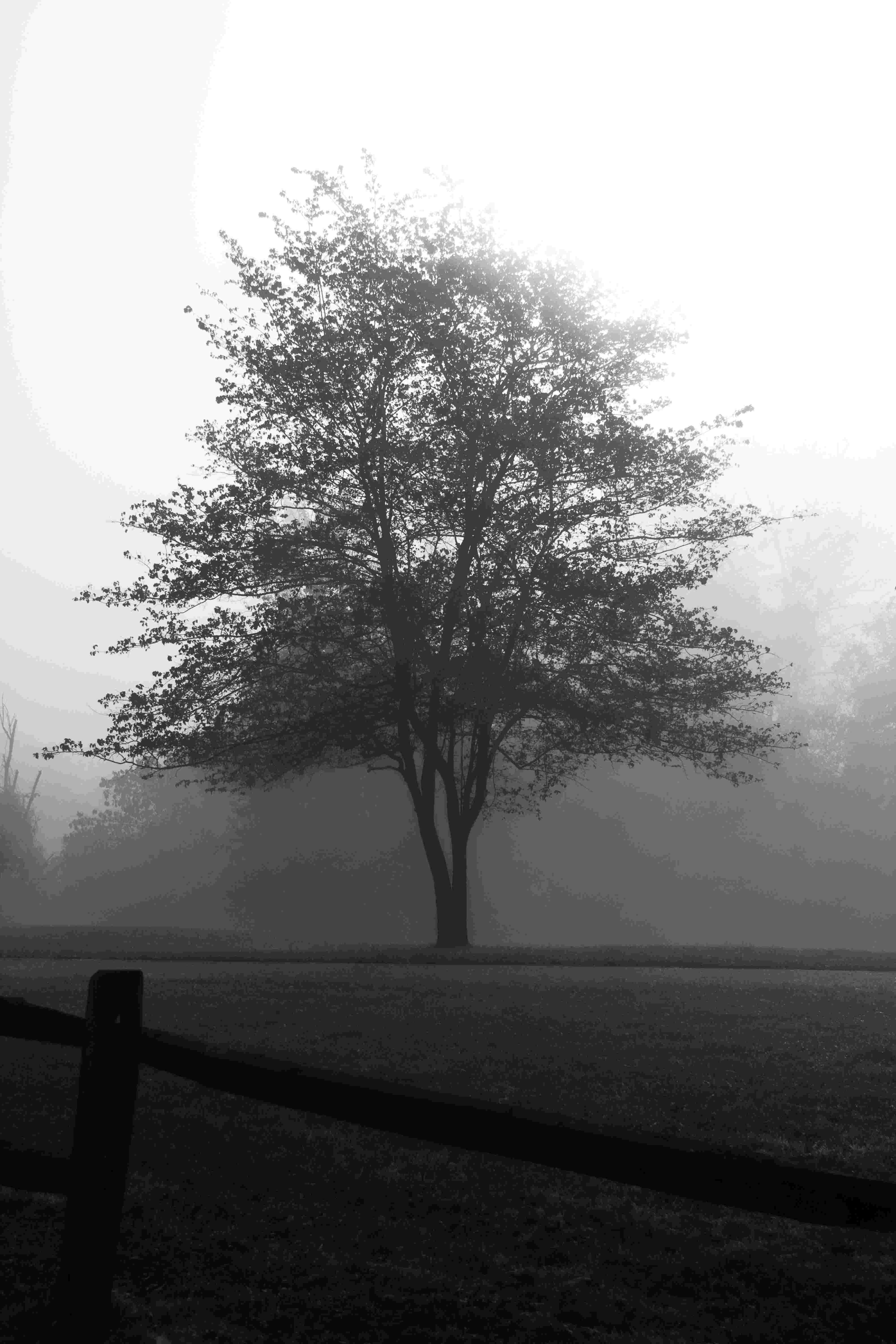 Winston Porter Foggy Tree - Wrapped Canvas Graphic Art | Wayfair