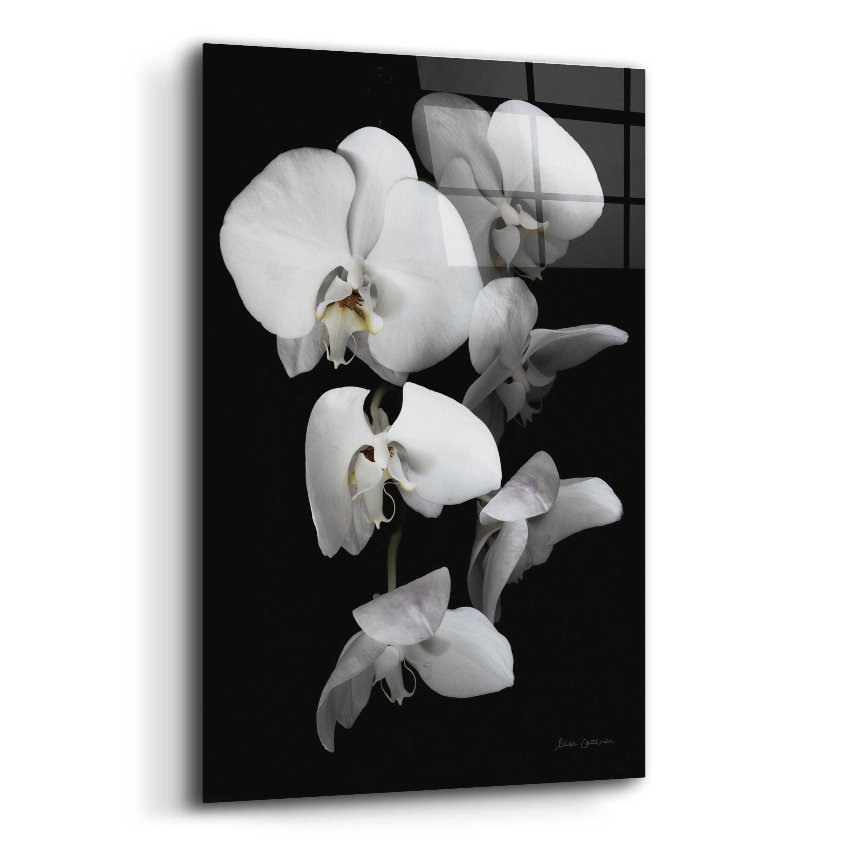 Red Barrel Studio® White Orchid III' By Elise Catterall, Acrylic Glass ...
