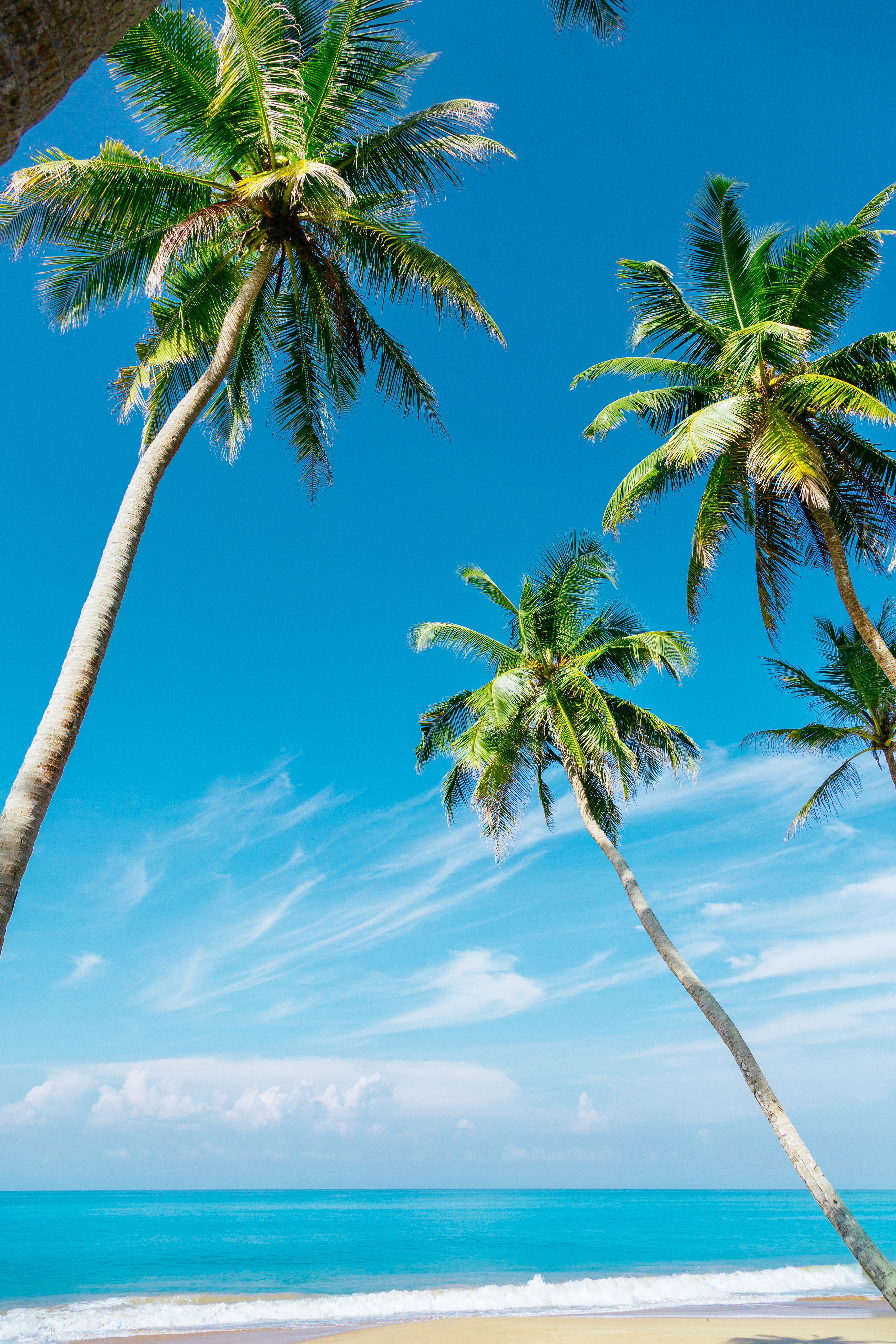 Highland Dunes Coconut Trees and Turquoise Indian Ocean by Andrey ...