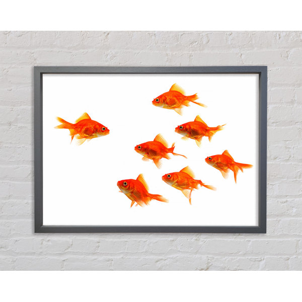 Bright Star Goldfish Leader - Single Picture Frame Print on Canvas ...